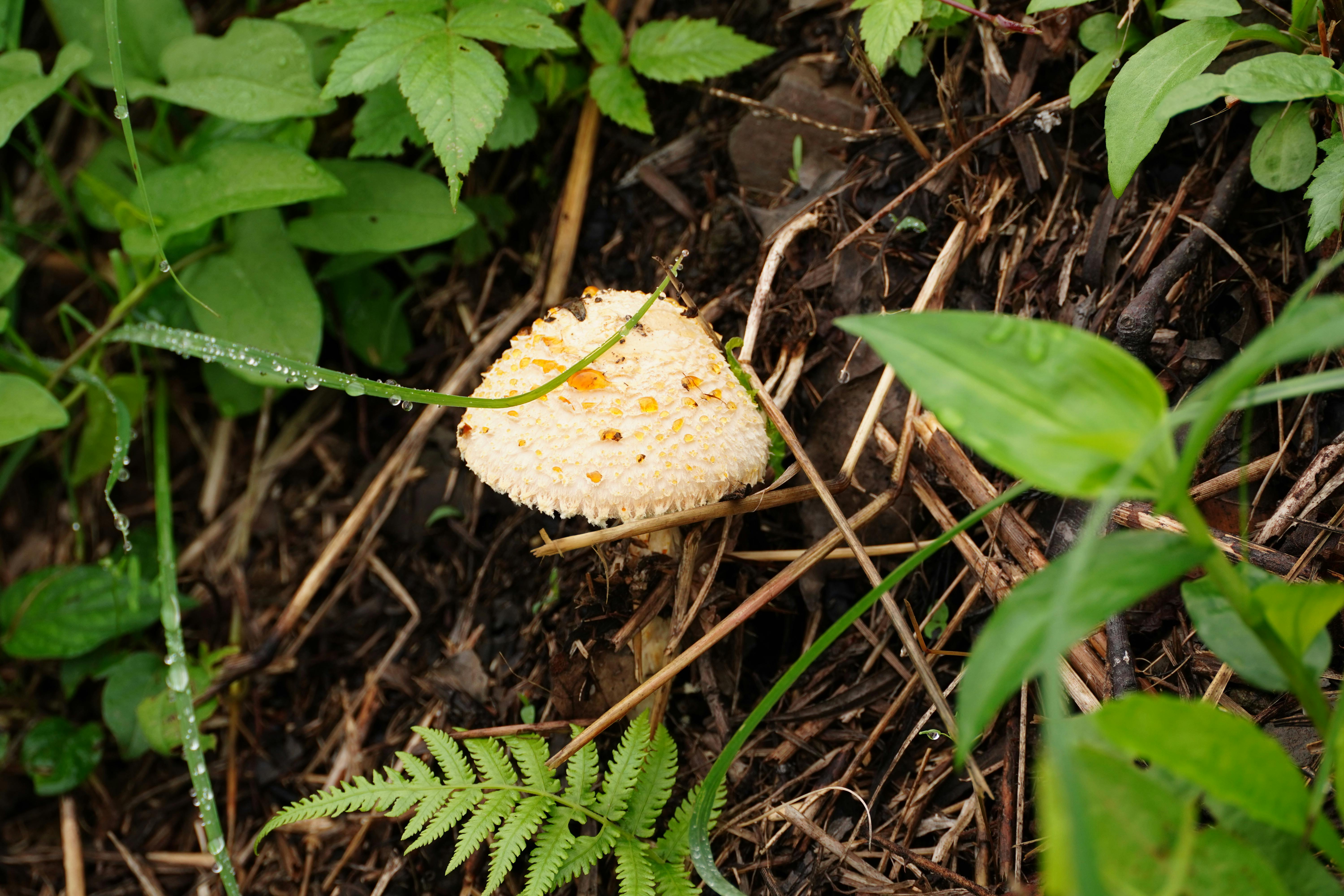 Kata Tsumuri - 写真
