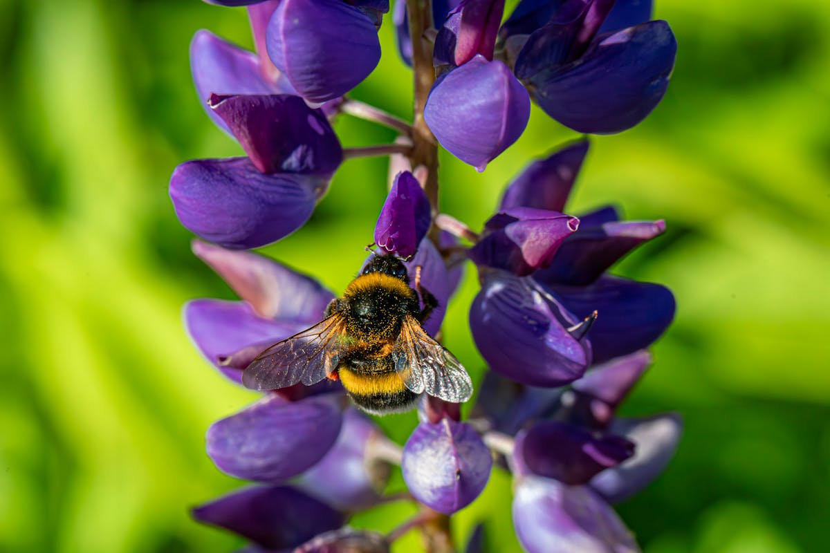 Bees Backgrounds Photos, Download The BEST Free Bees Backgrounds Stock ...