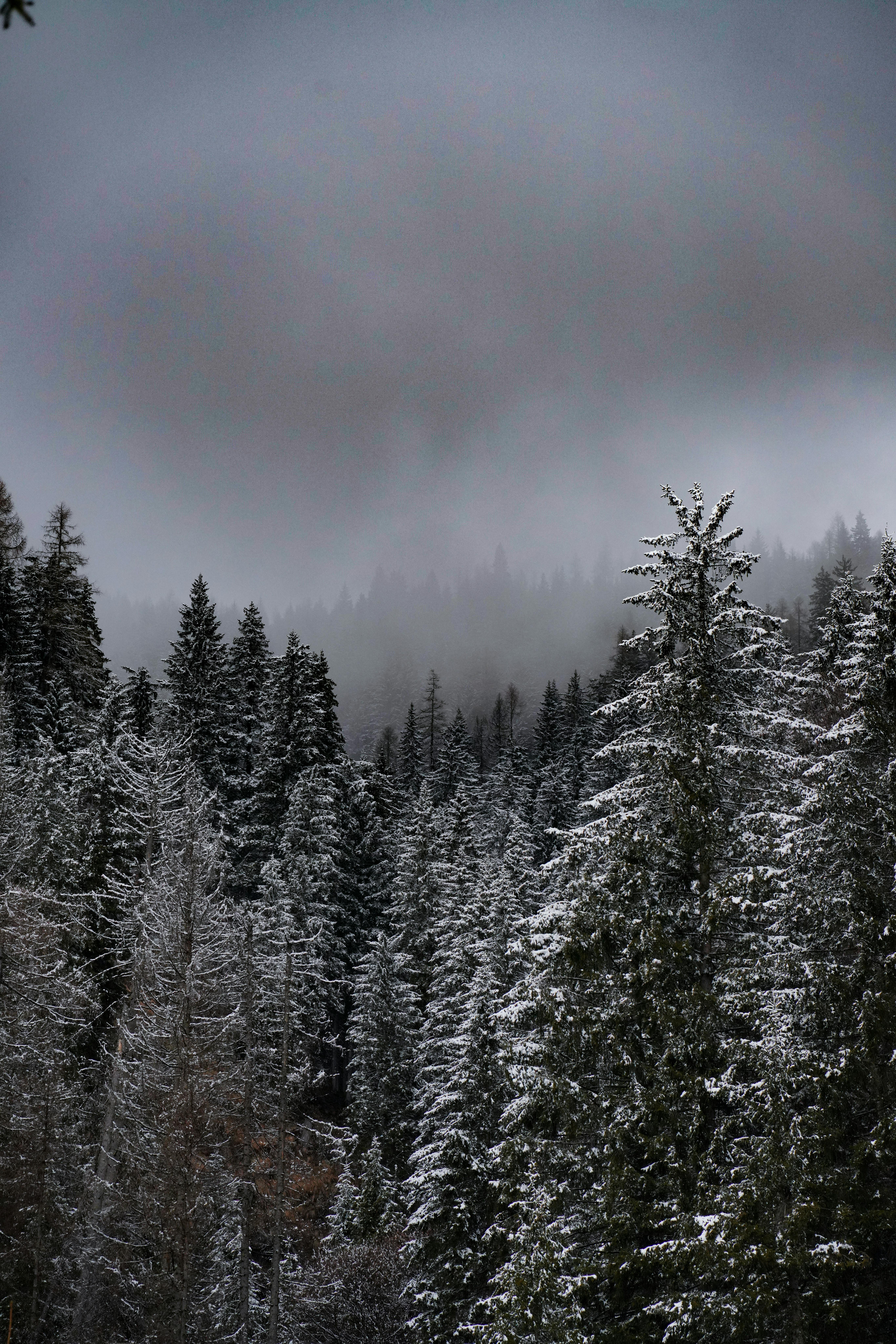 Deep, Evergreen Forest in Winter · Free Stock Photo