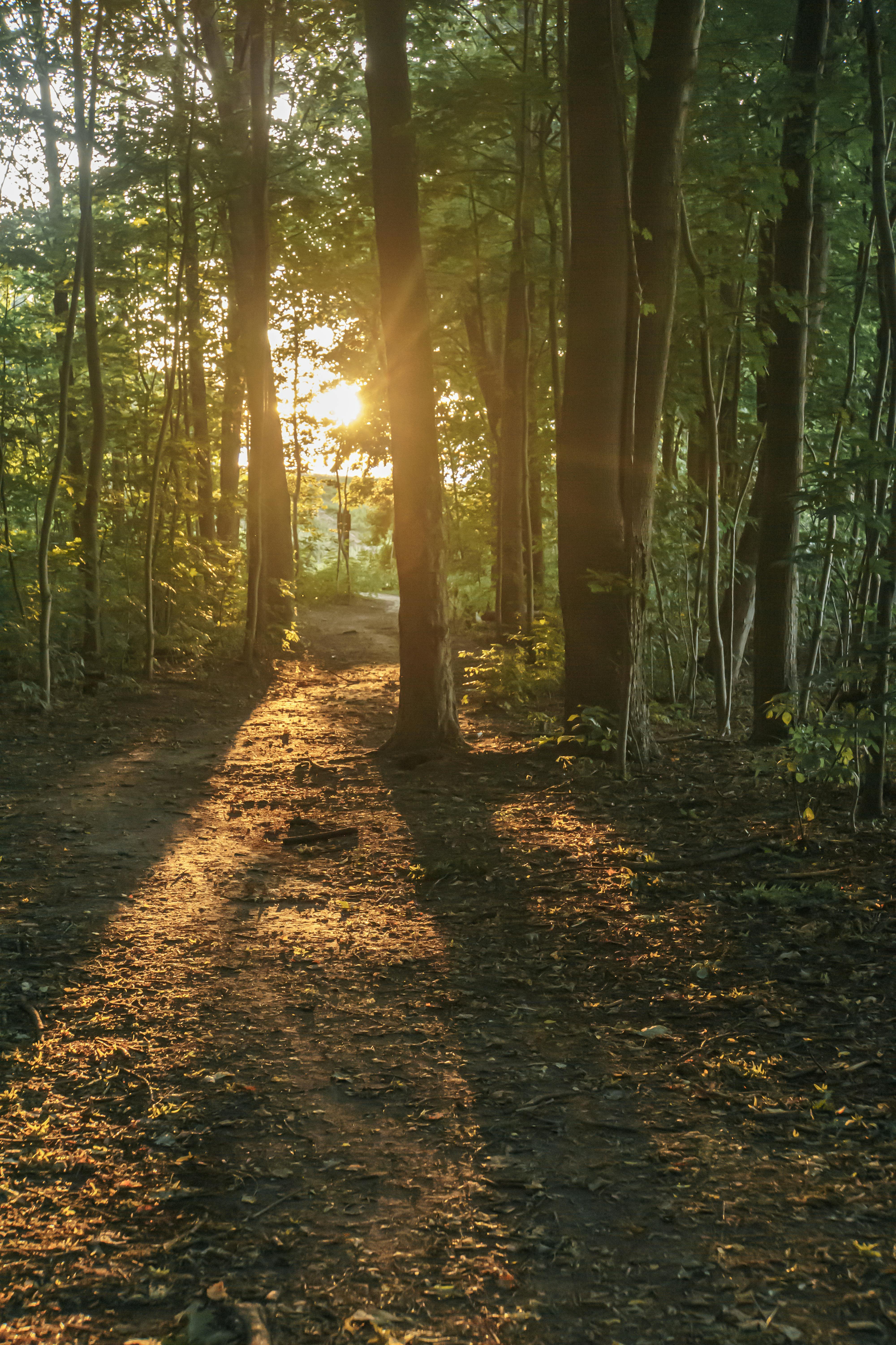 Sunset Sunlight over Footpath in Forest · Free Stock Photo