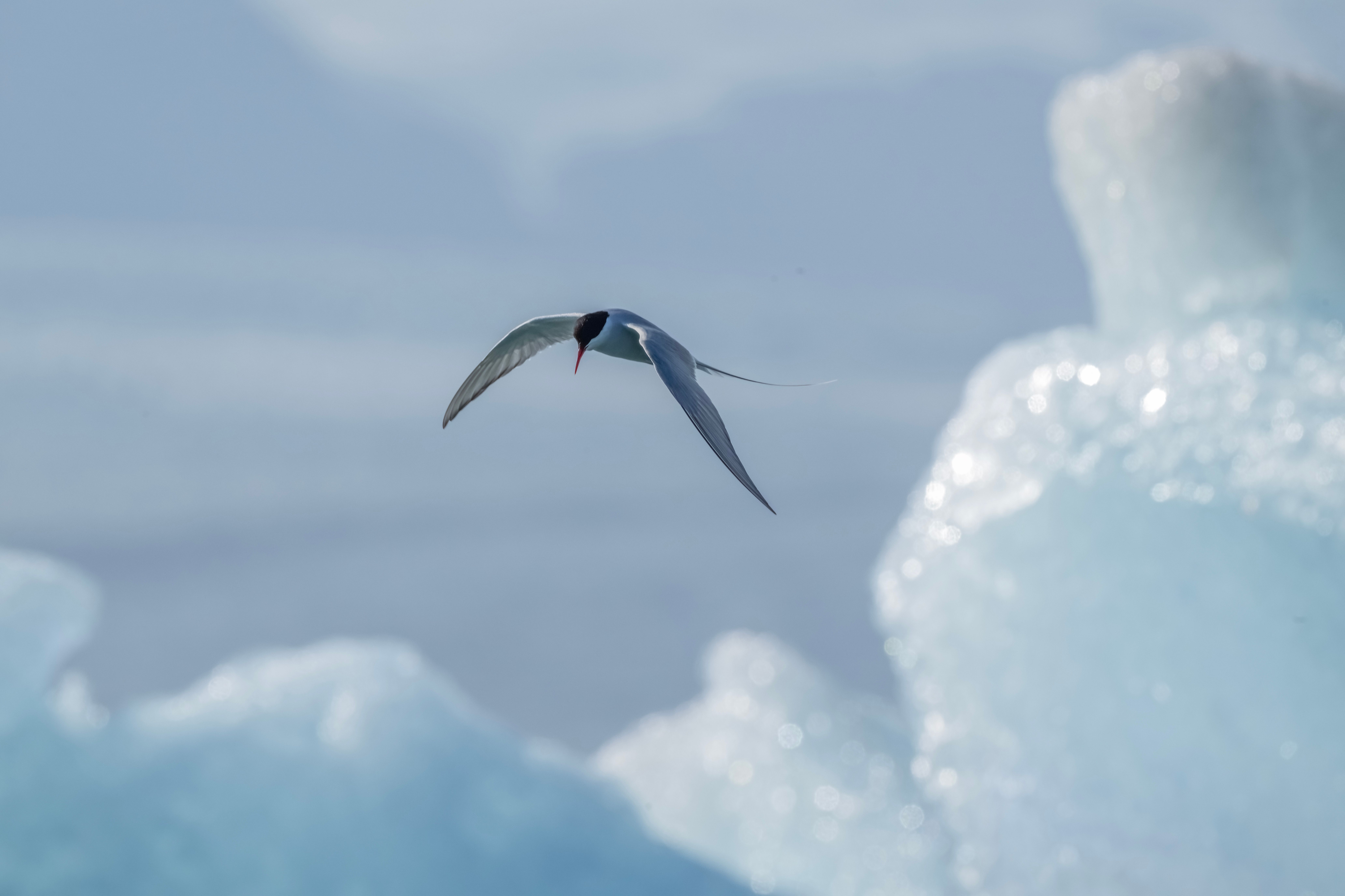 A bird flying over some ice · Free Stock Photo