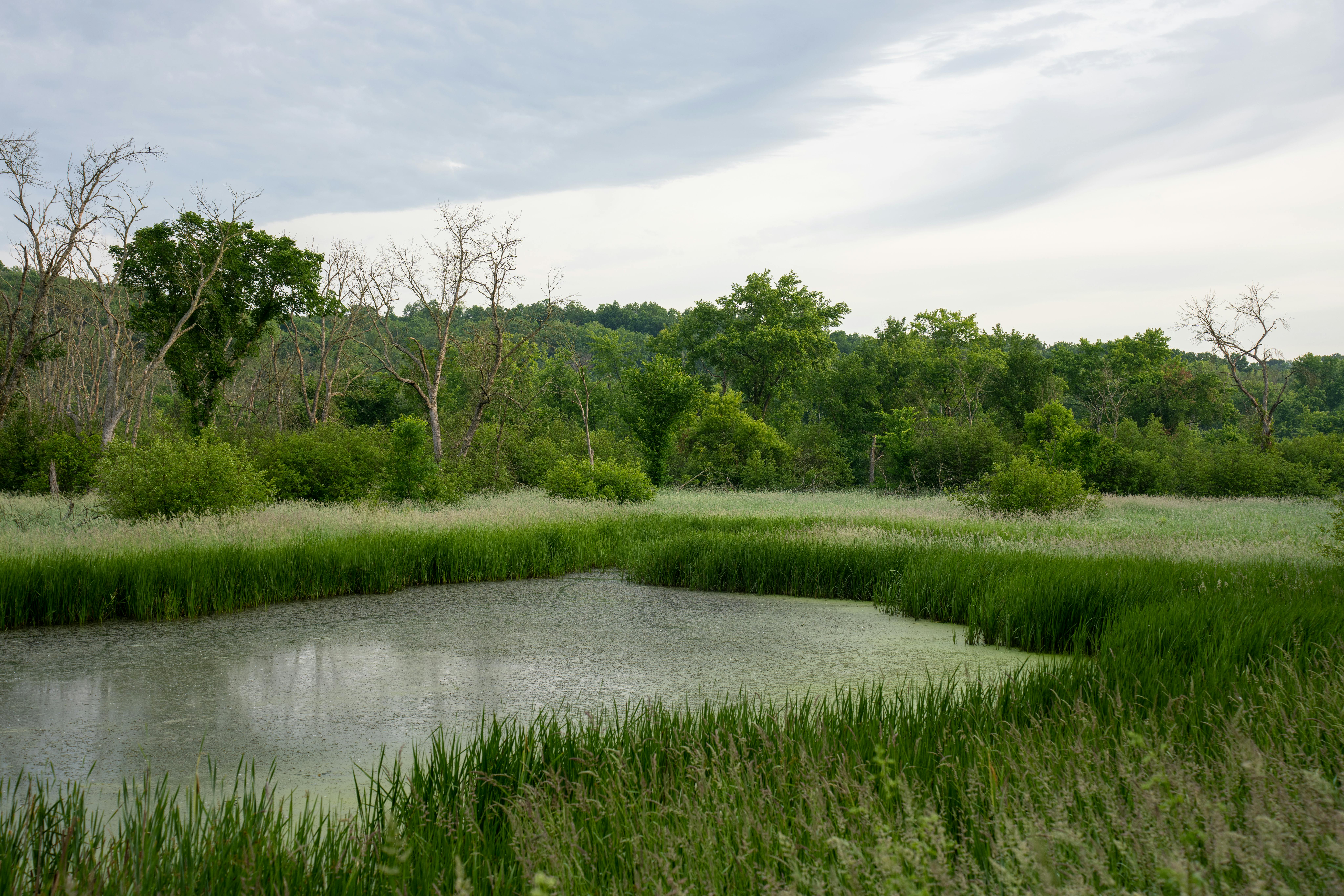 Rushes around Lake in Countryside · Free Stock Photo