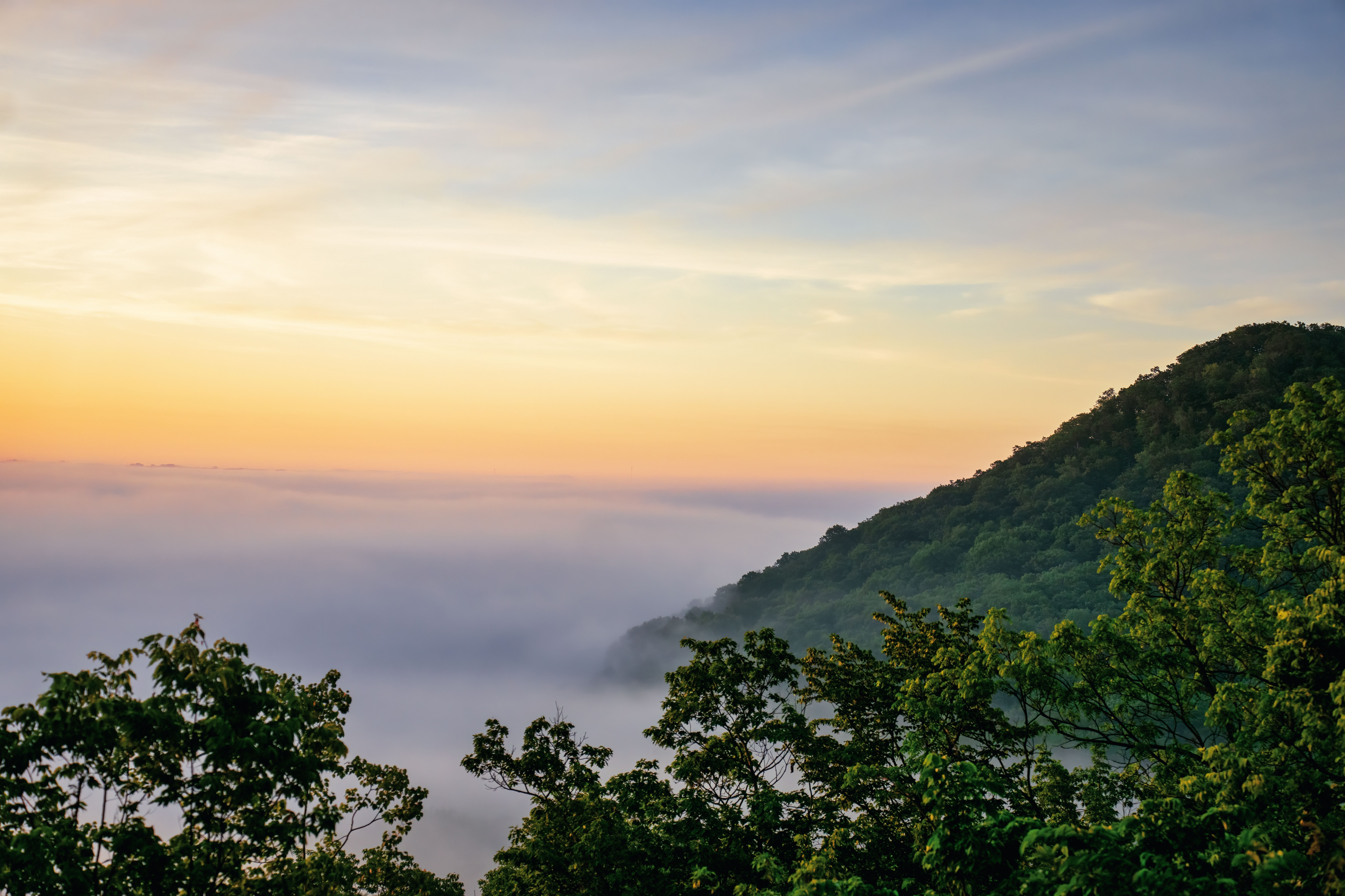Forest on Hill at Sunset · Free Stock Photo