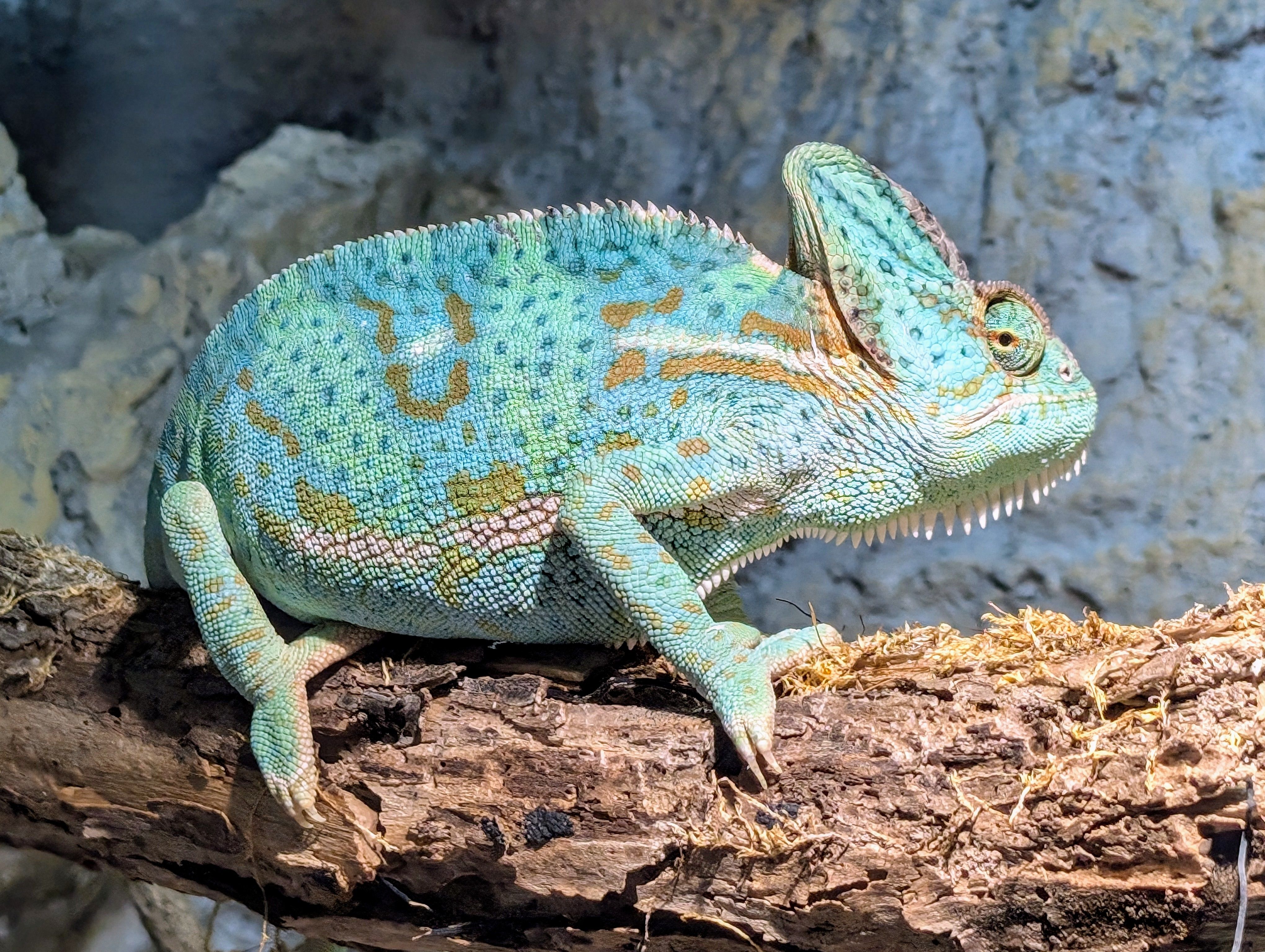 A chamelon lizard sitting on a branch · Free Stock Photo