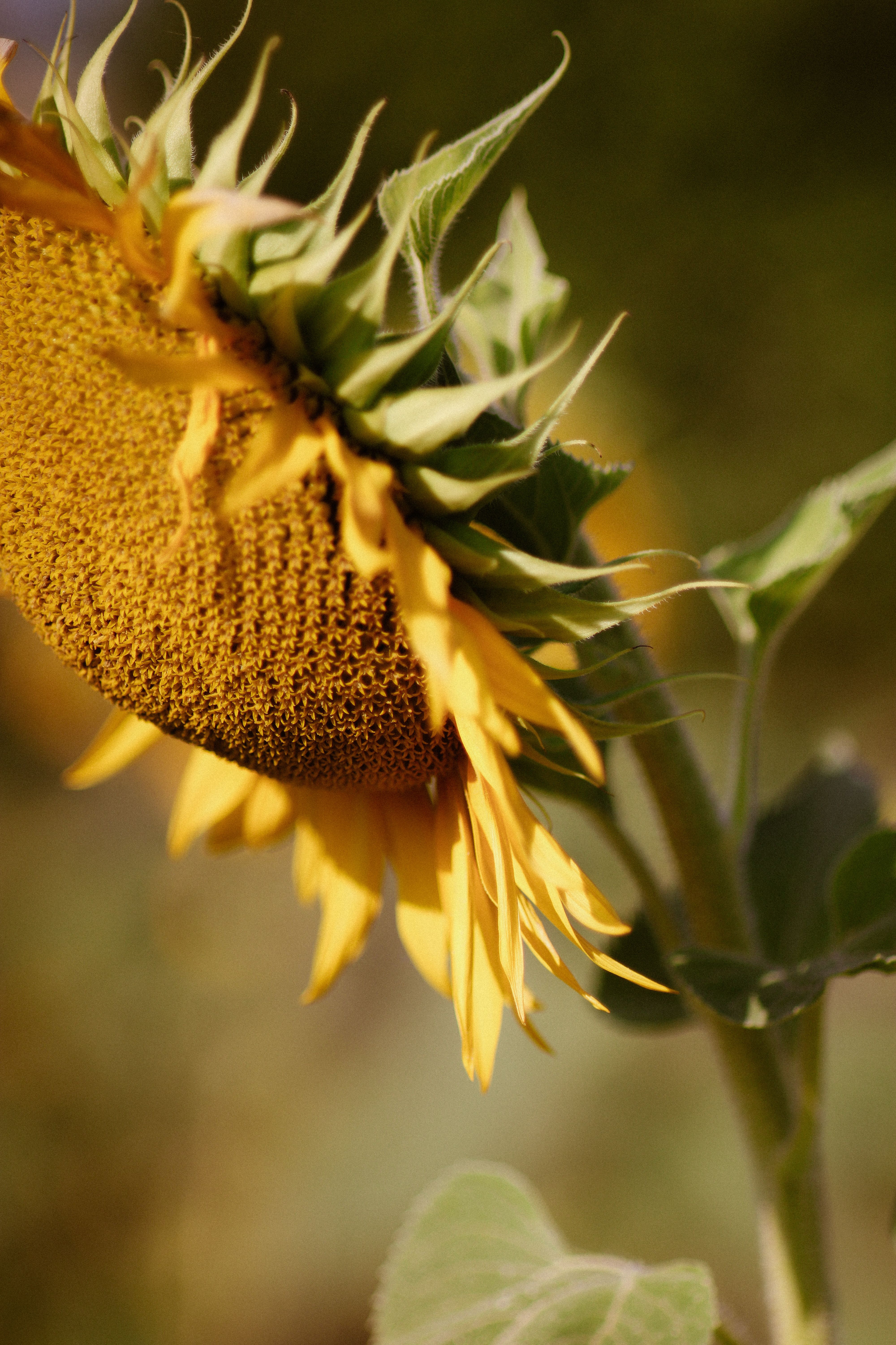 Sunflower Bloom · Free Stock Photo