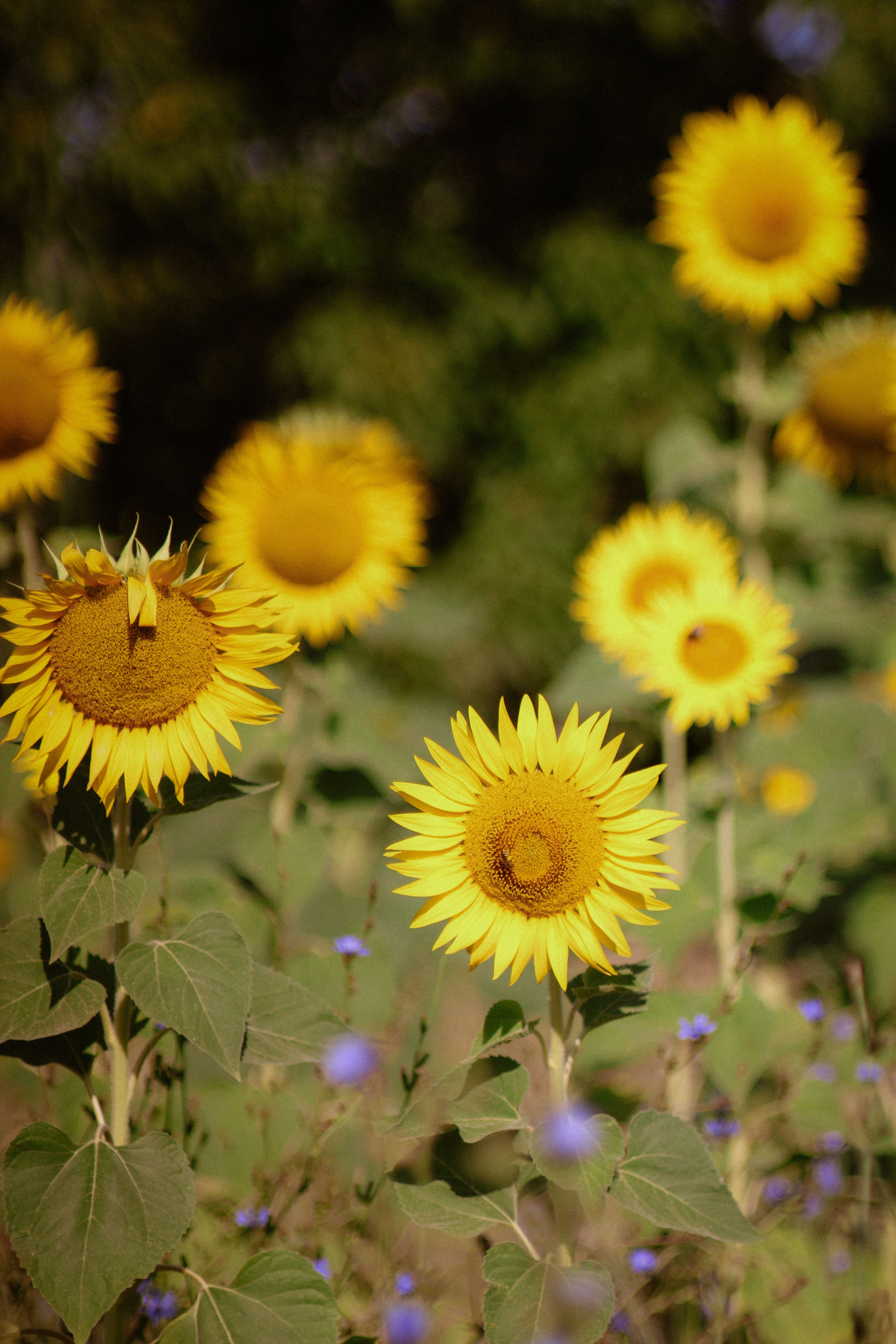 A group of sunflowers in a field · Free Stock Photo