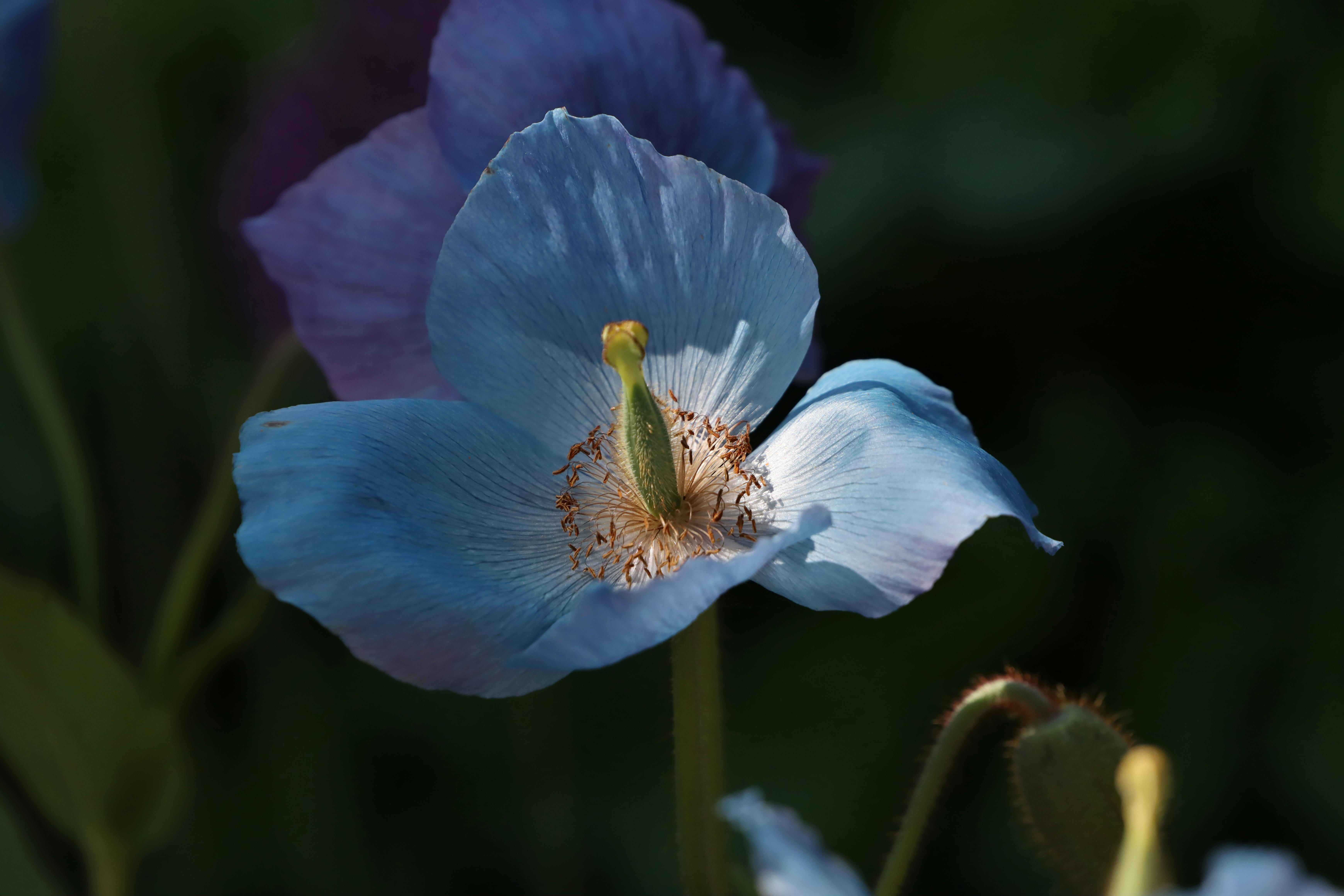 Himalayan Blue Poppy Flower · Free Stock Photo
