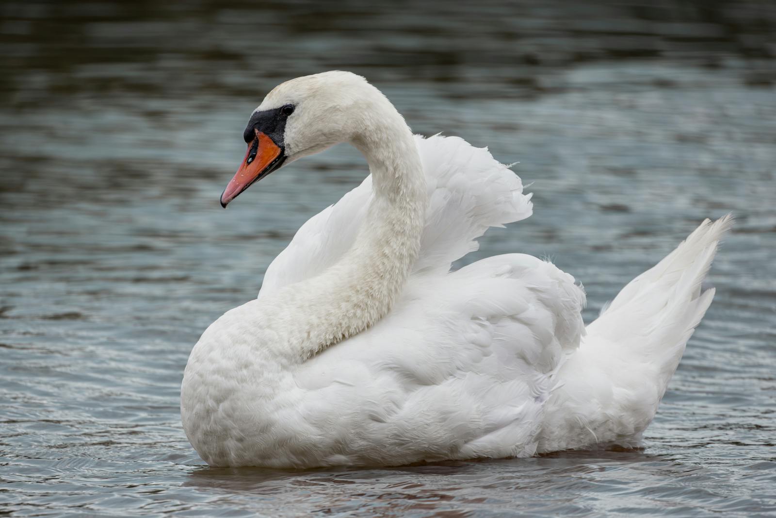Swan Lake Photos, Download The BEST Free Swan Lake Stock Photos & HD Images