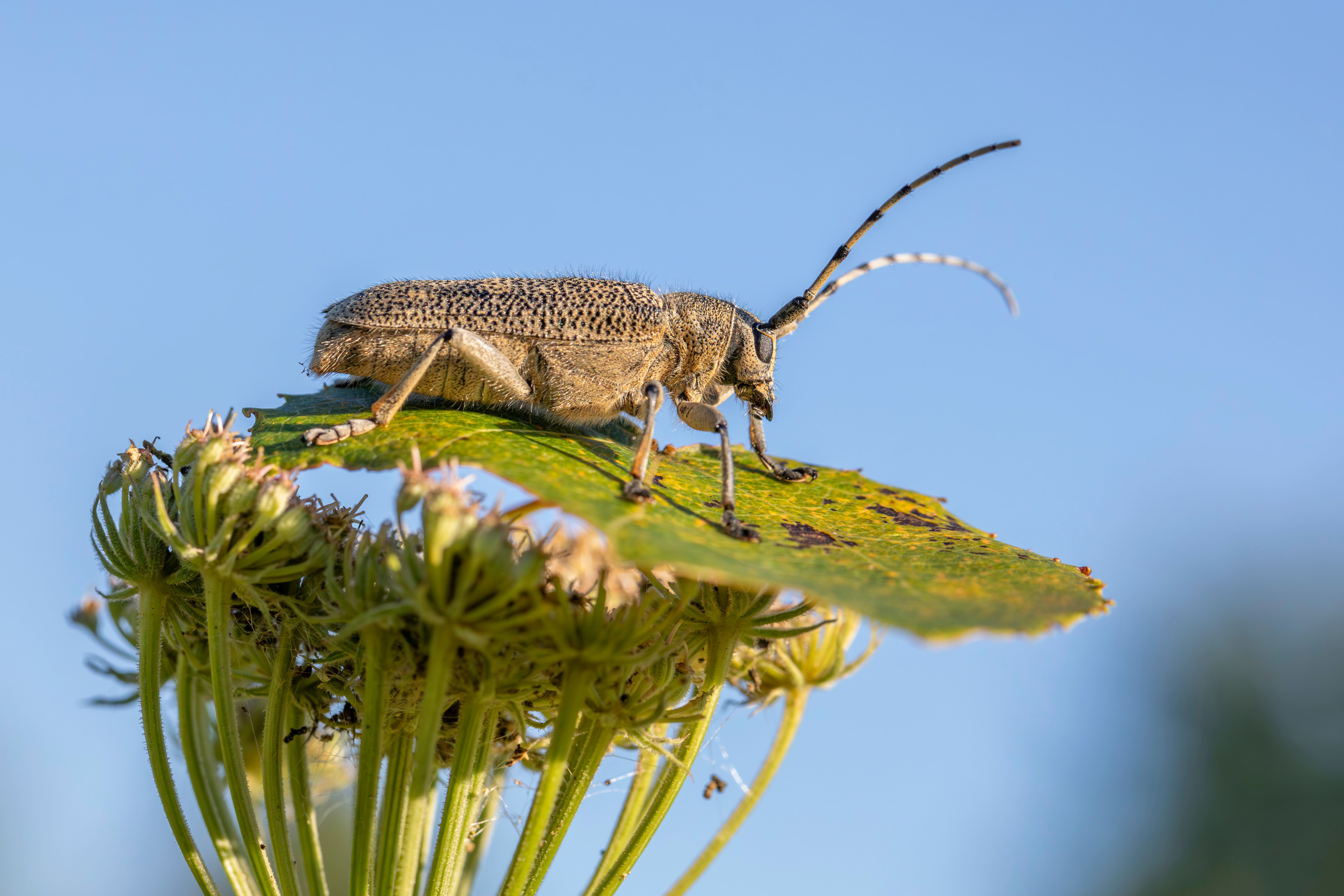 Close-up of a Beetle Sitting on a Plant · Free Stock Photo