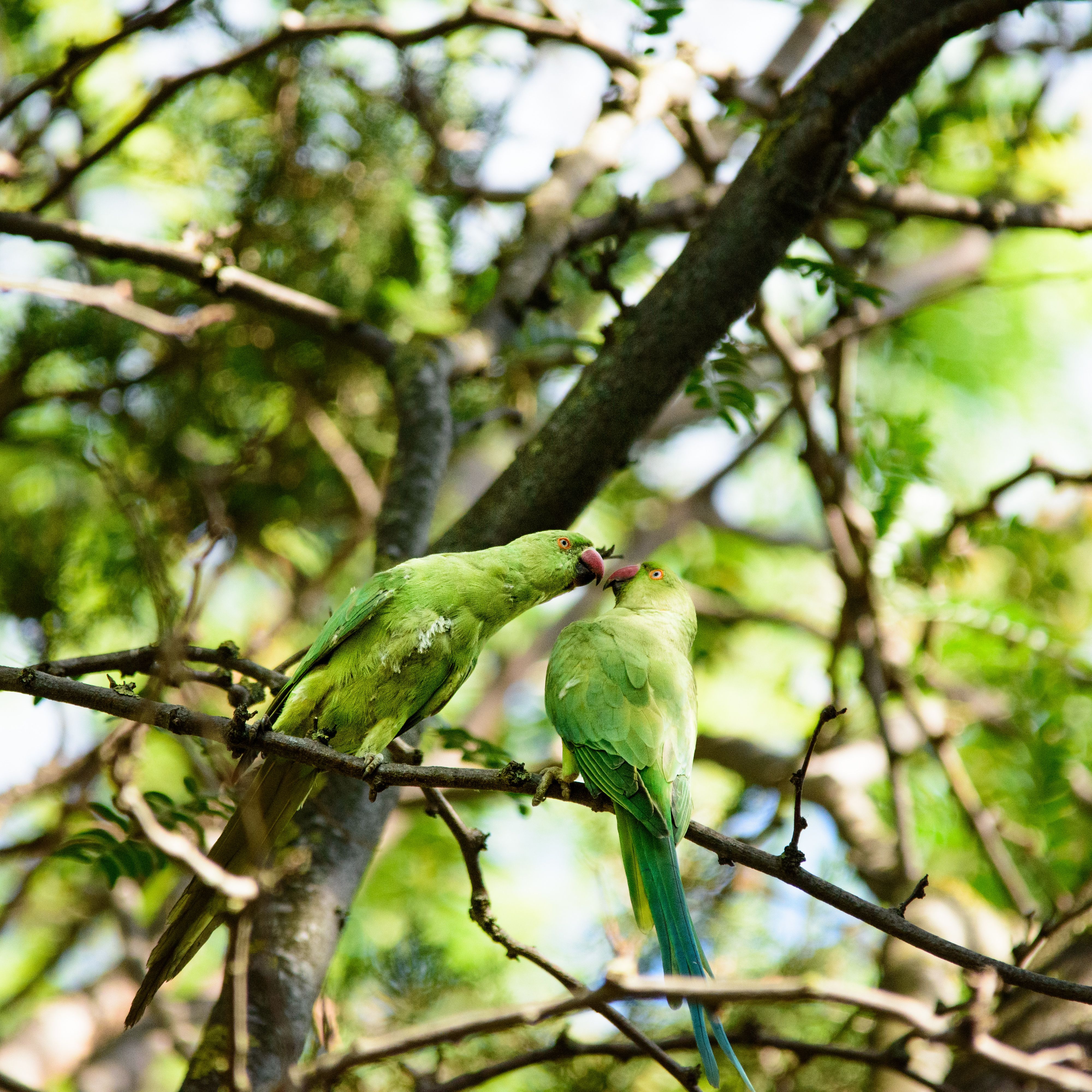 Two parrots are sitting on a tree branch · Free Stock Photo