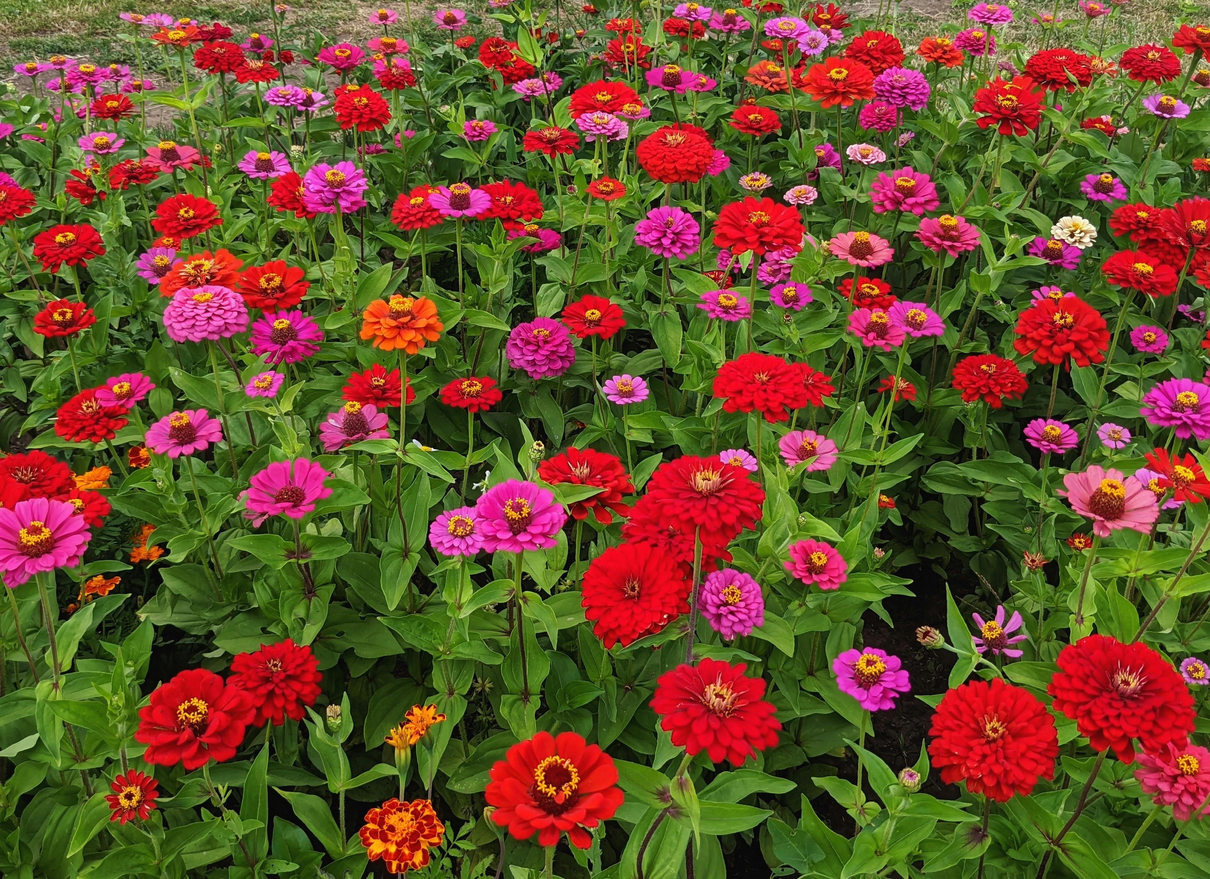 Zinnia flowers in a garden with many different colors · Free Stock Photo