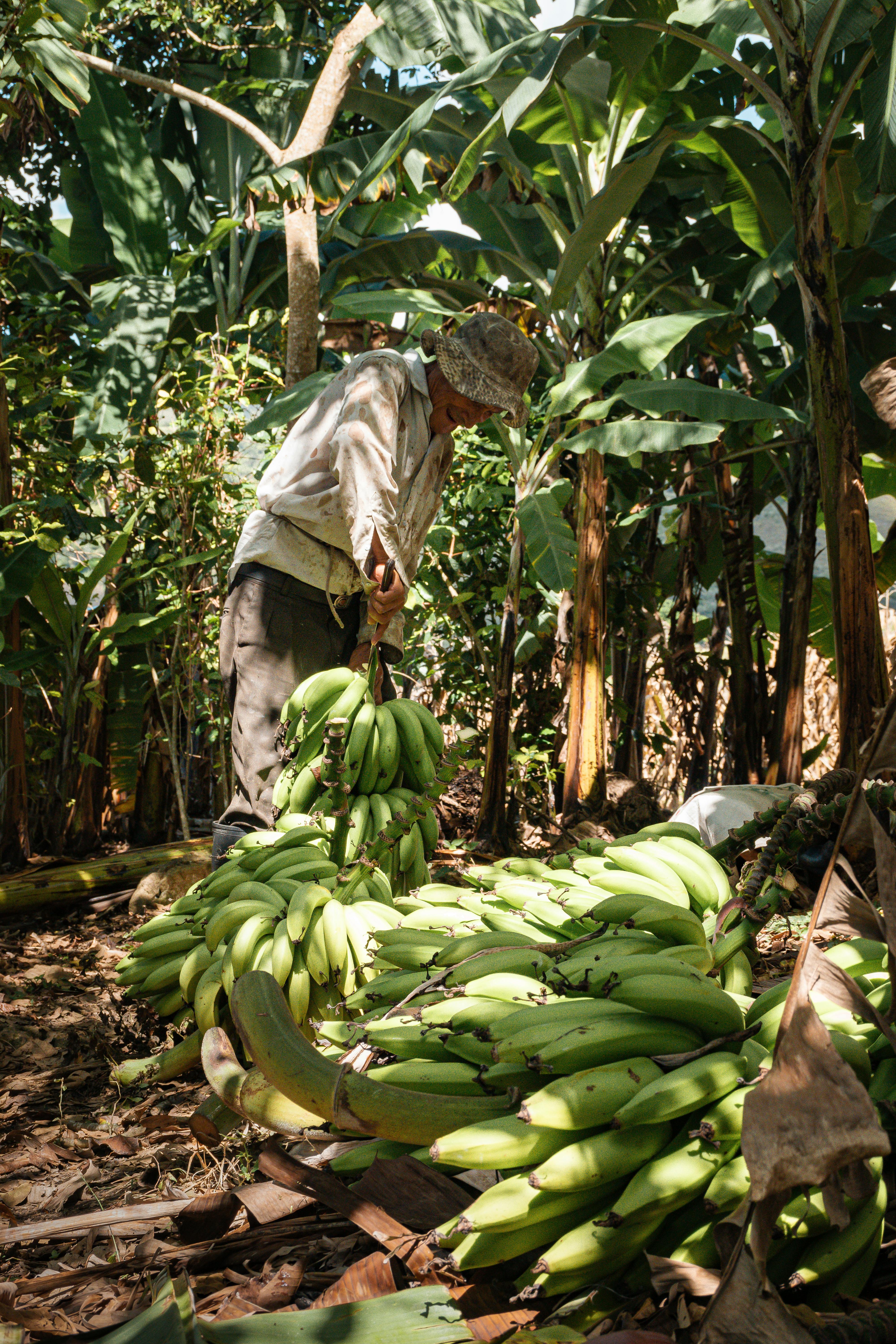 Man Harvesting Bananas · Free Stock Photo