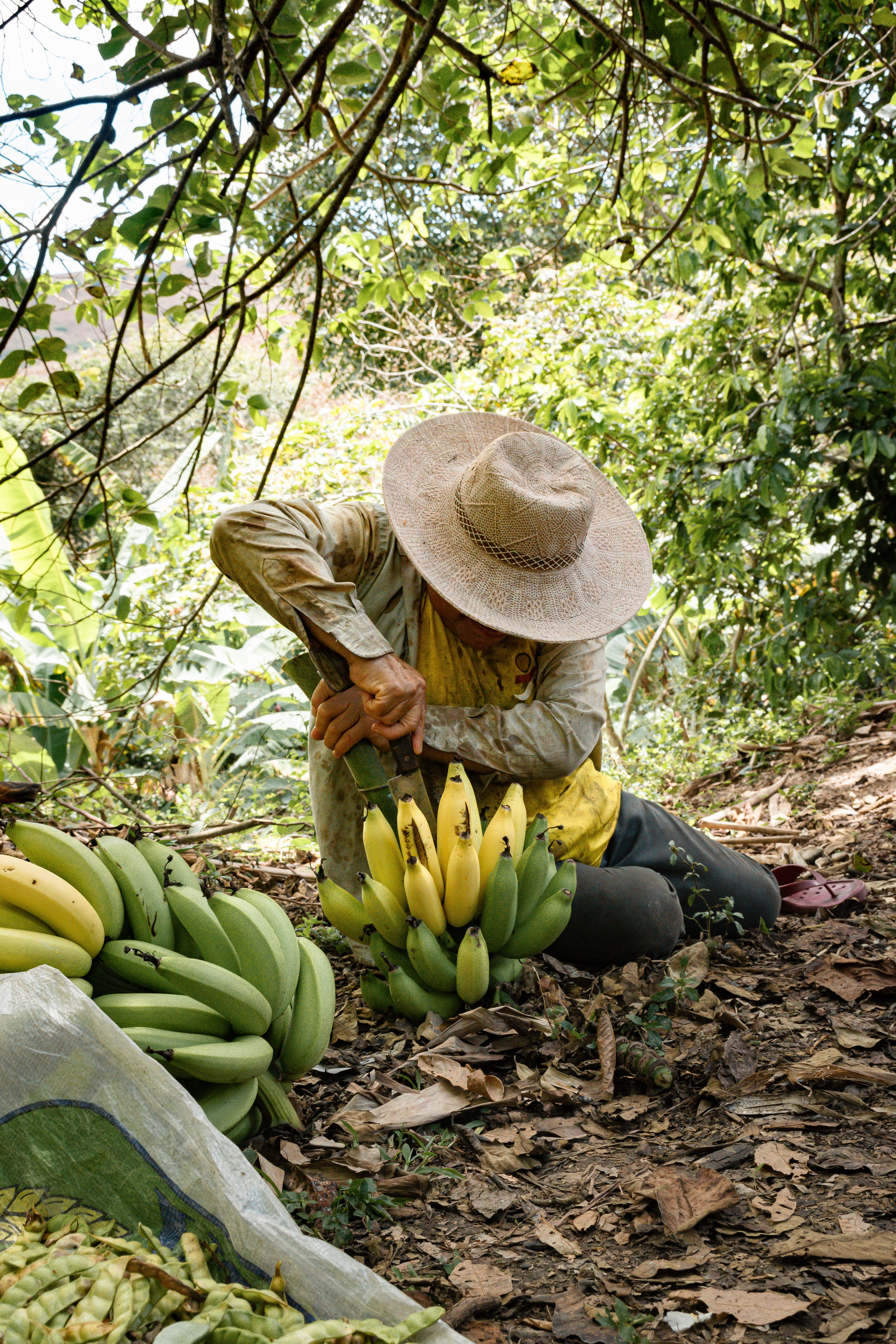 A Woman Picking Bananas at a Plantation · Free Stock Photo