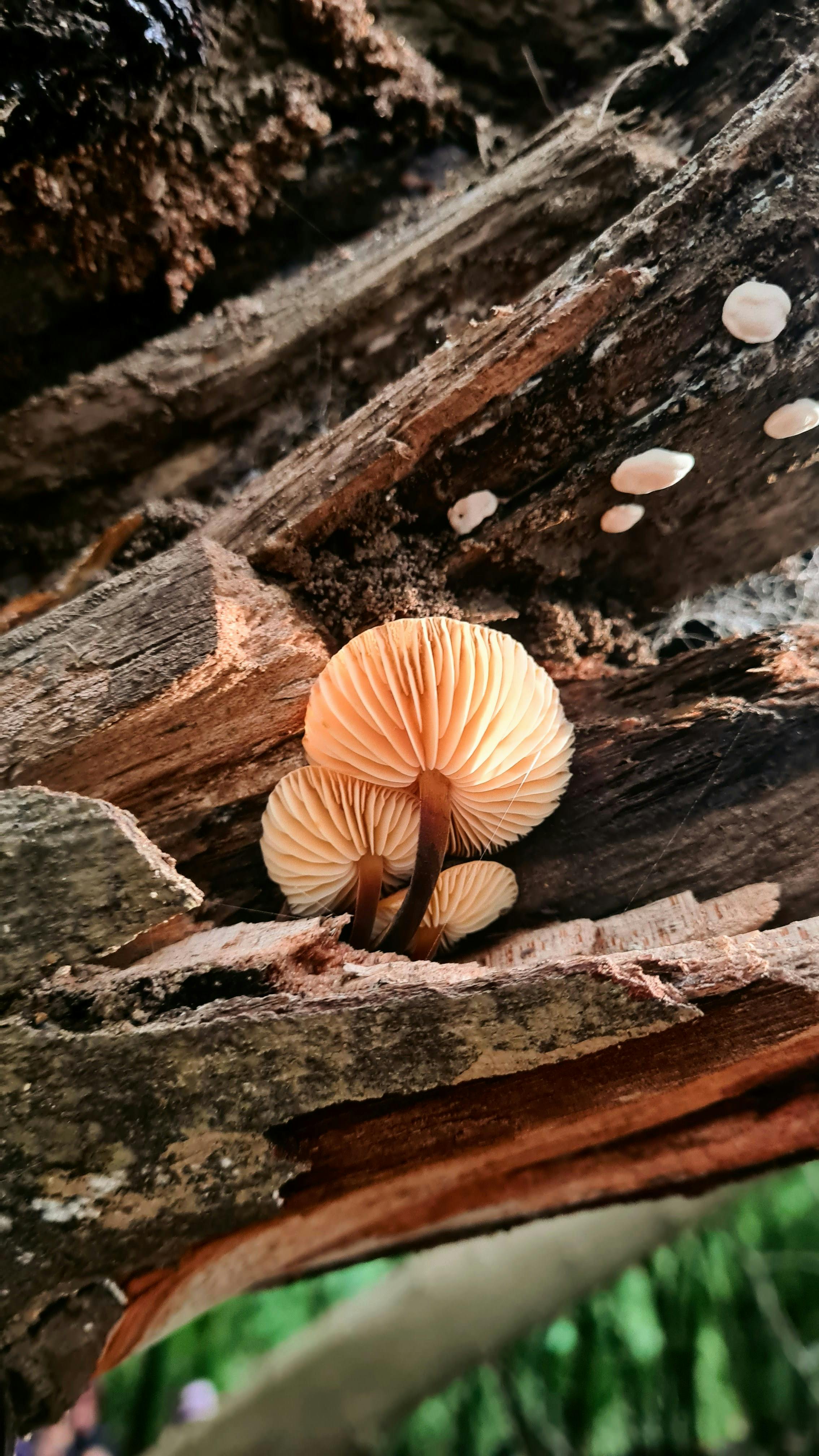 Foto de stock gratuita sobre al aire libre, árbol, autumn, bañador ...