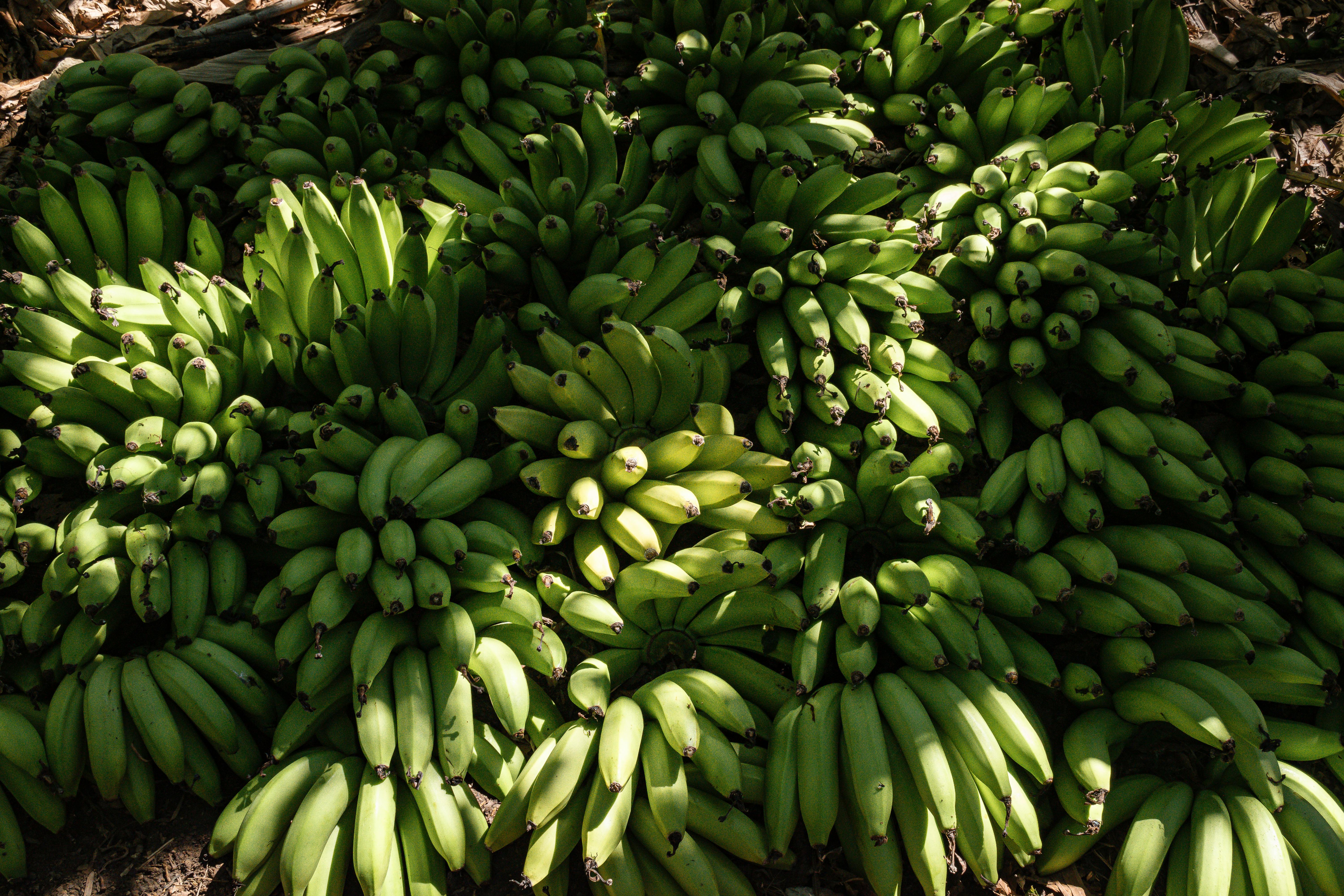 Bananas on a Market in Sunlight · Free Stock Photo