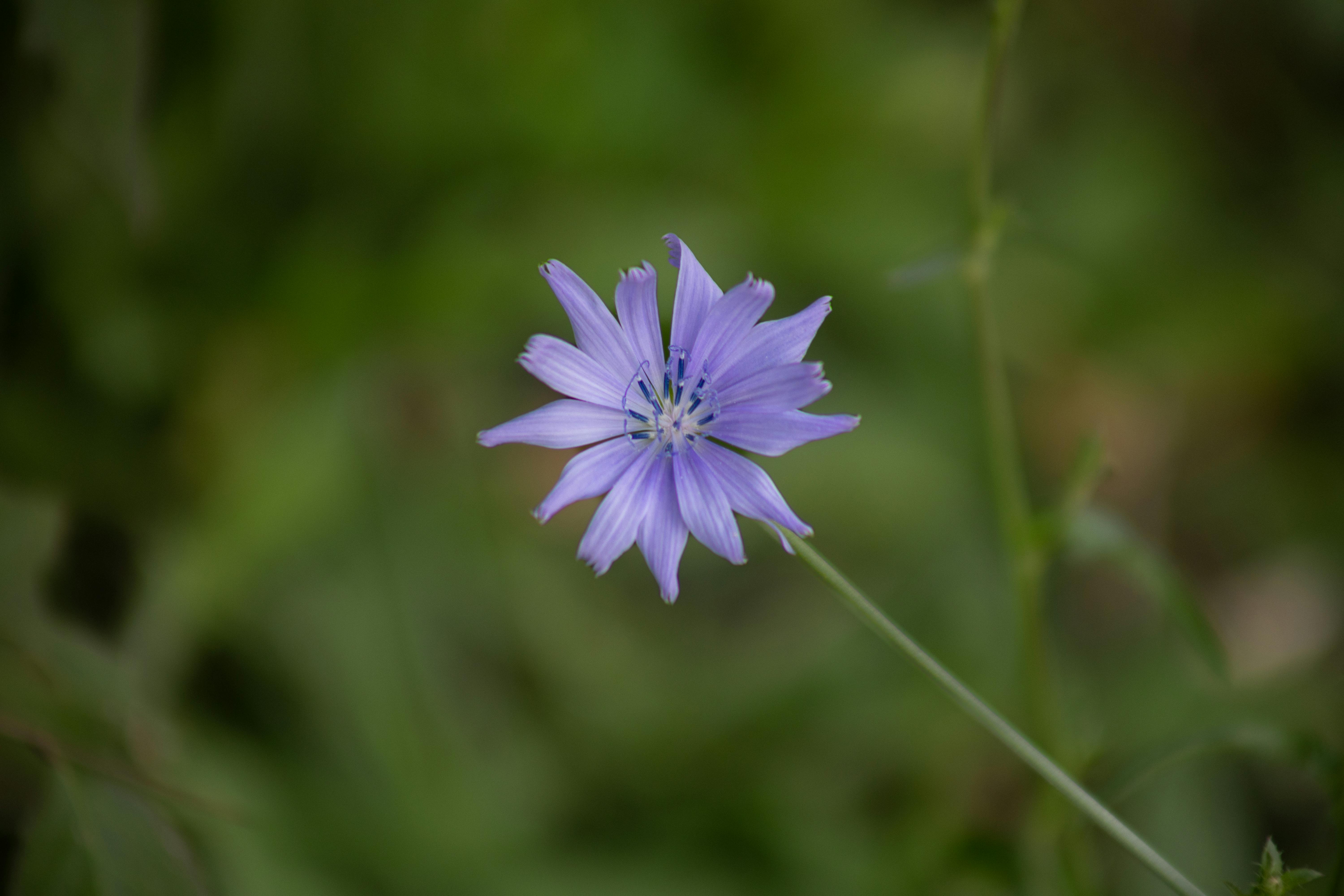 A single blue flower in the middle of a green field · Free Stock Photo