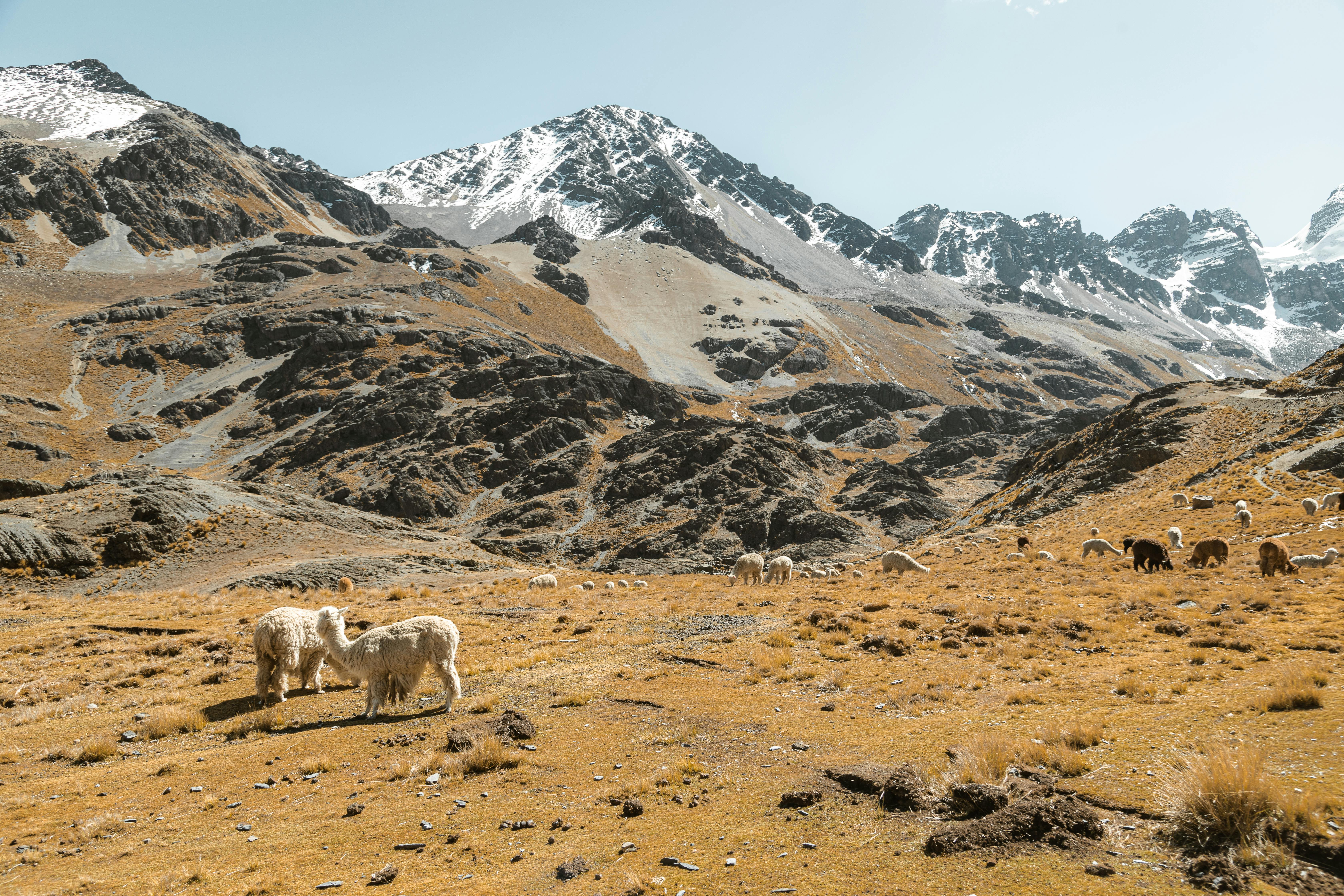 Sheep in a Mountain Valley · Free Stock Photo