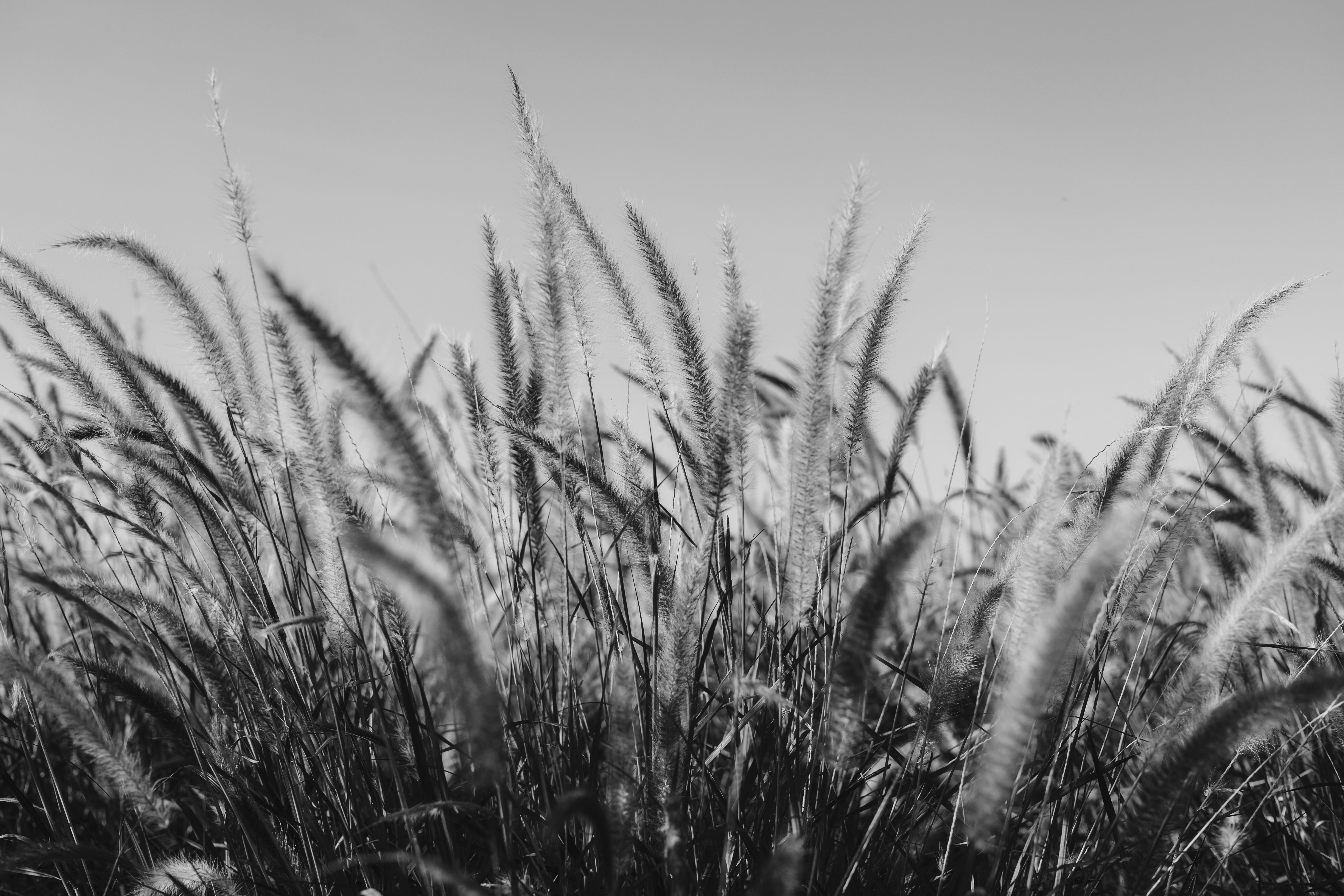 Grayscale Photography of Grass · Free Stock Photo