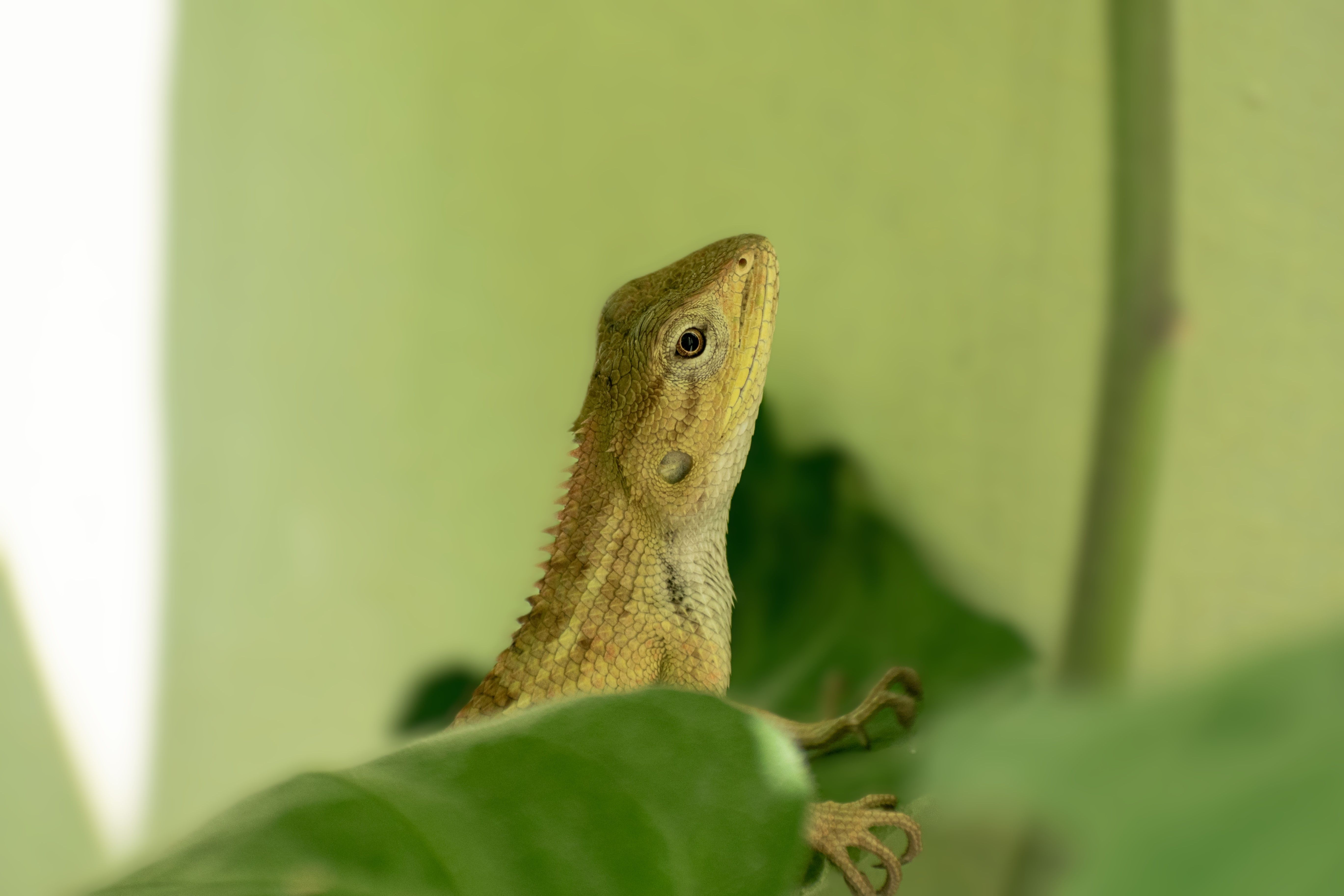 Lizard Pictures Photos, Download The BEST Free Lizard Pictures Stock ...