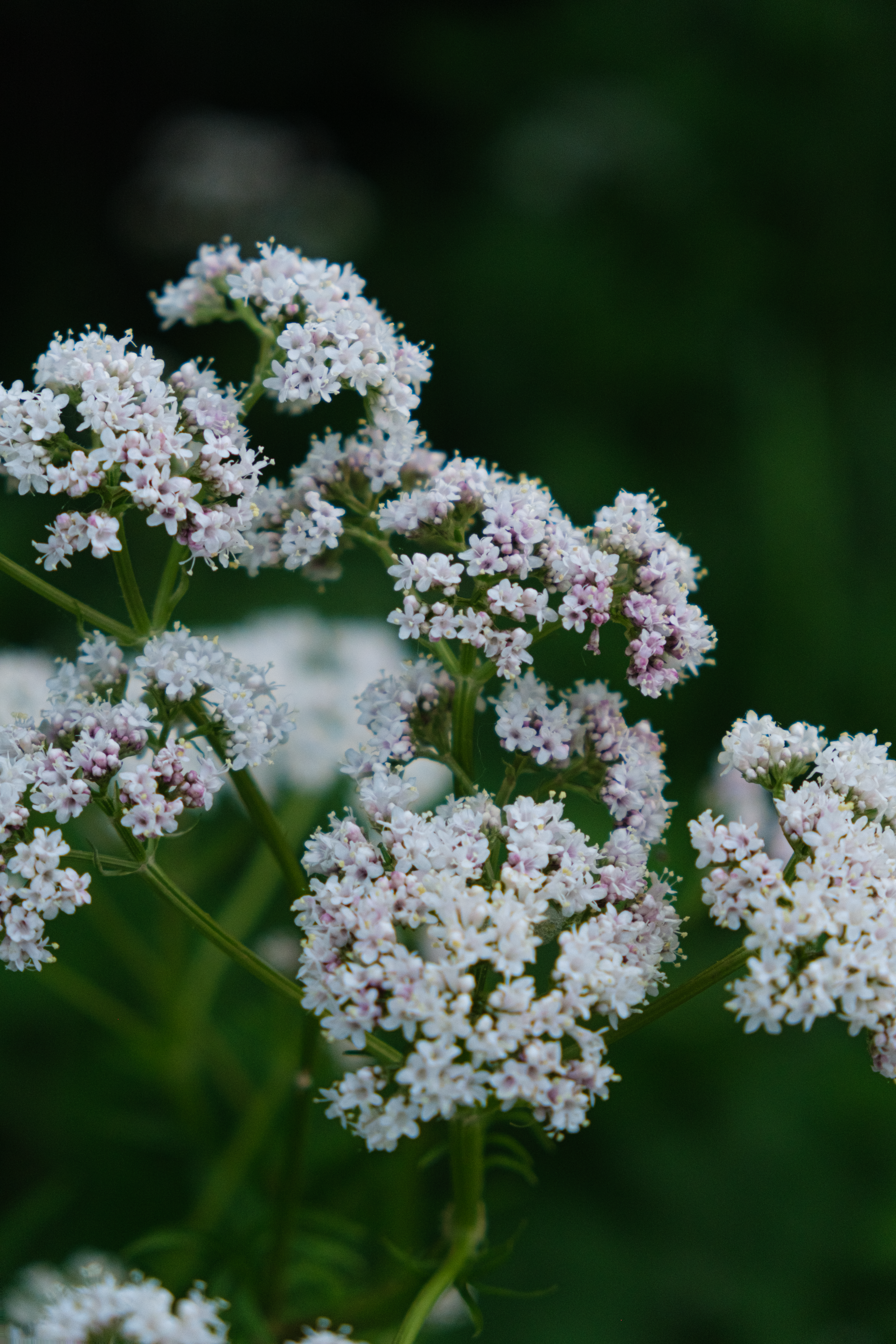Blooming white flowers on thin stems in field in nature · Free Stock Photo