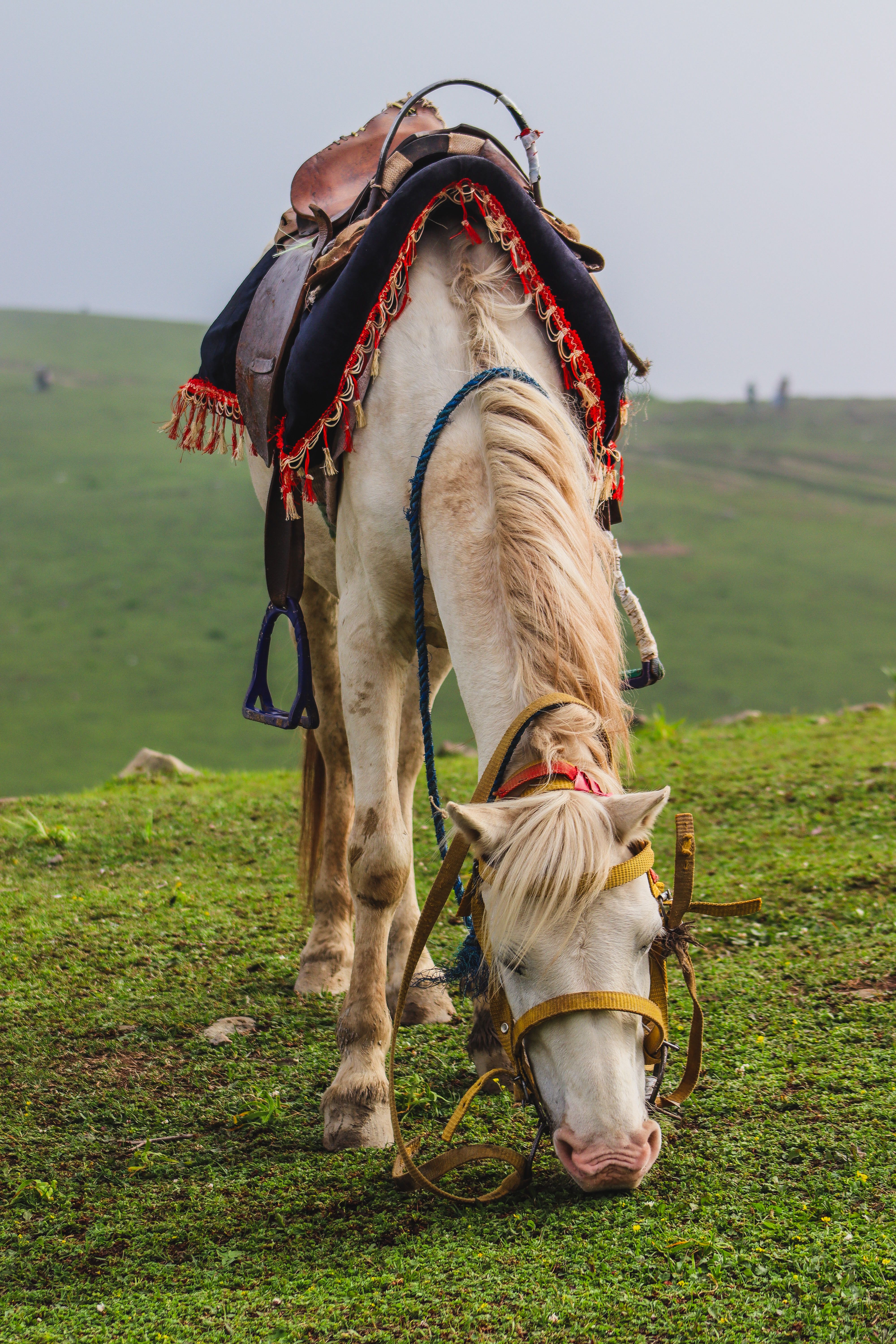 200 000+ 4k Fond D'écran Cheval banque d’images et photos libres de ...