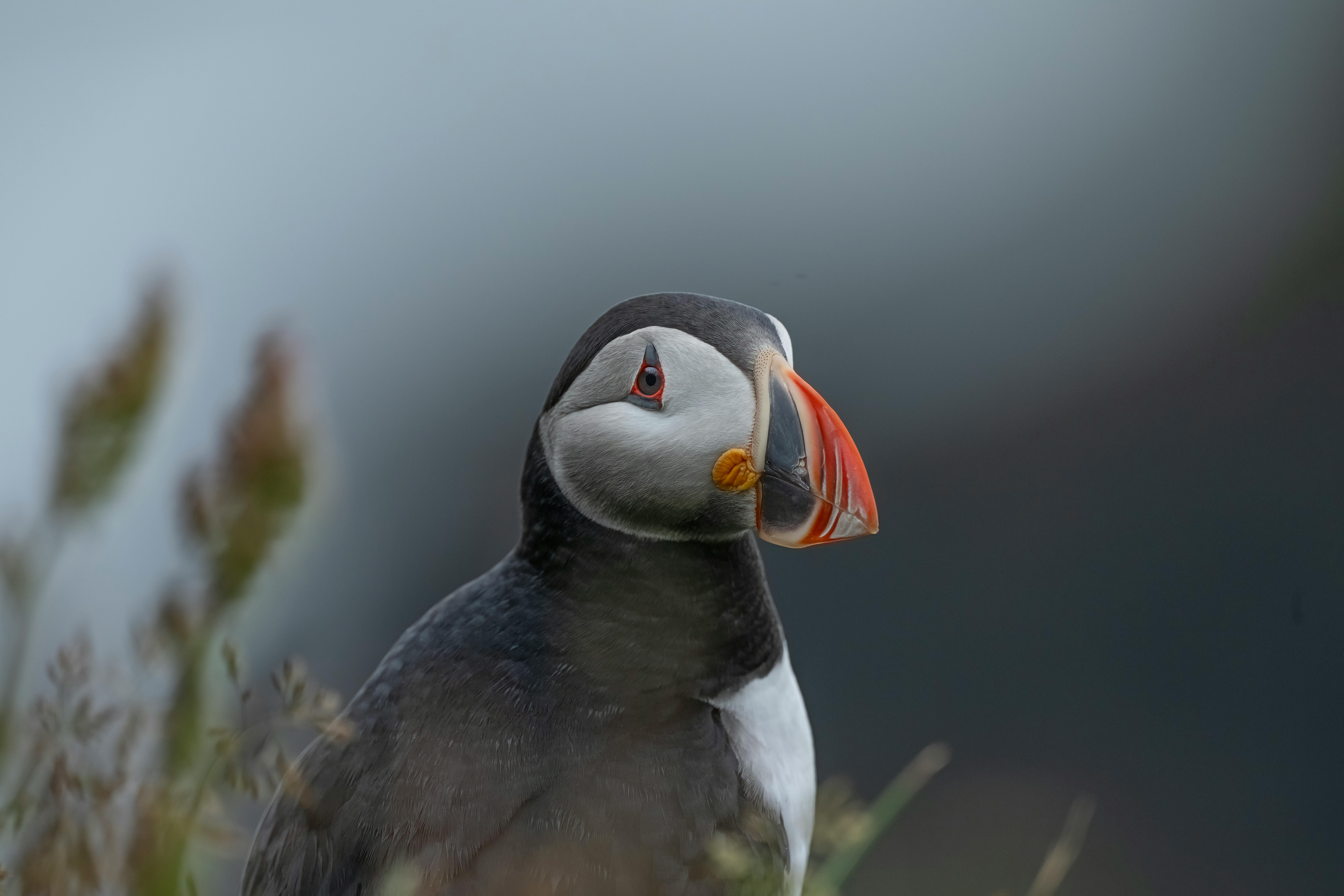Extreme Close-up of a Puffin in a Field · Free Stock Photo