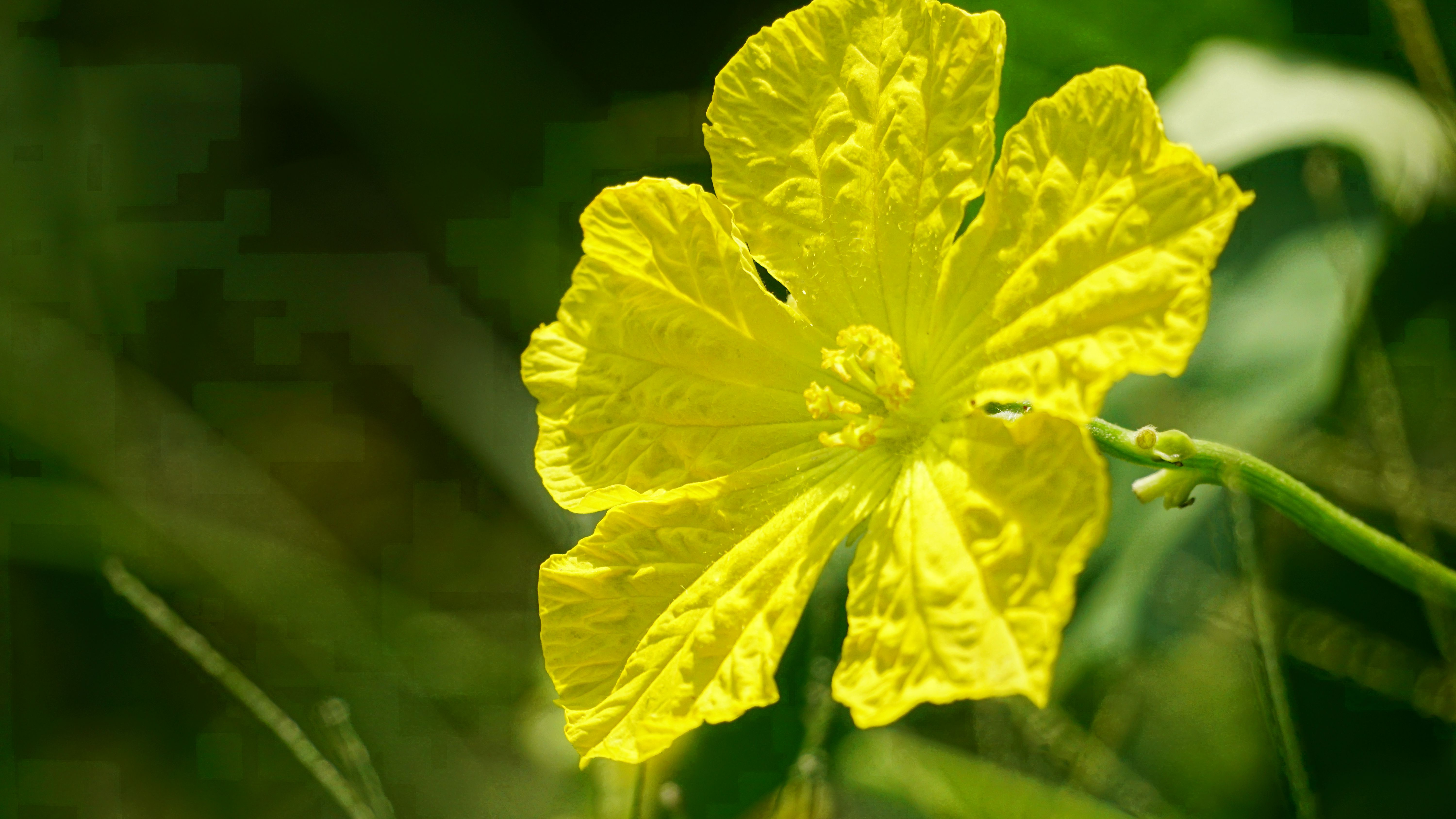 Luffa Flower Photos, Download The BEST Free Luffa Flower Stock Photos ...