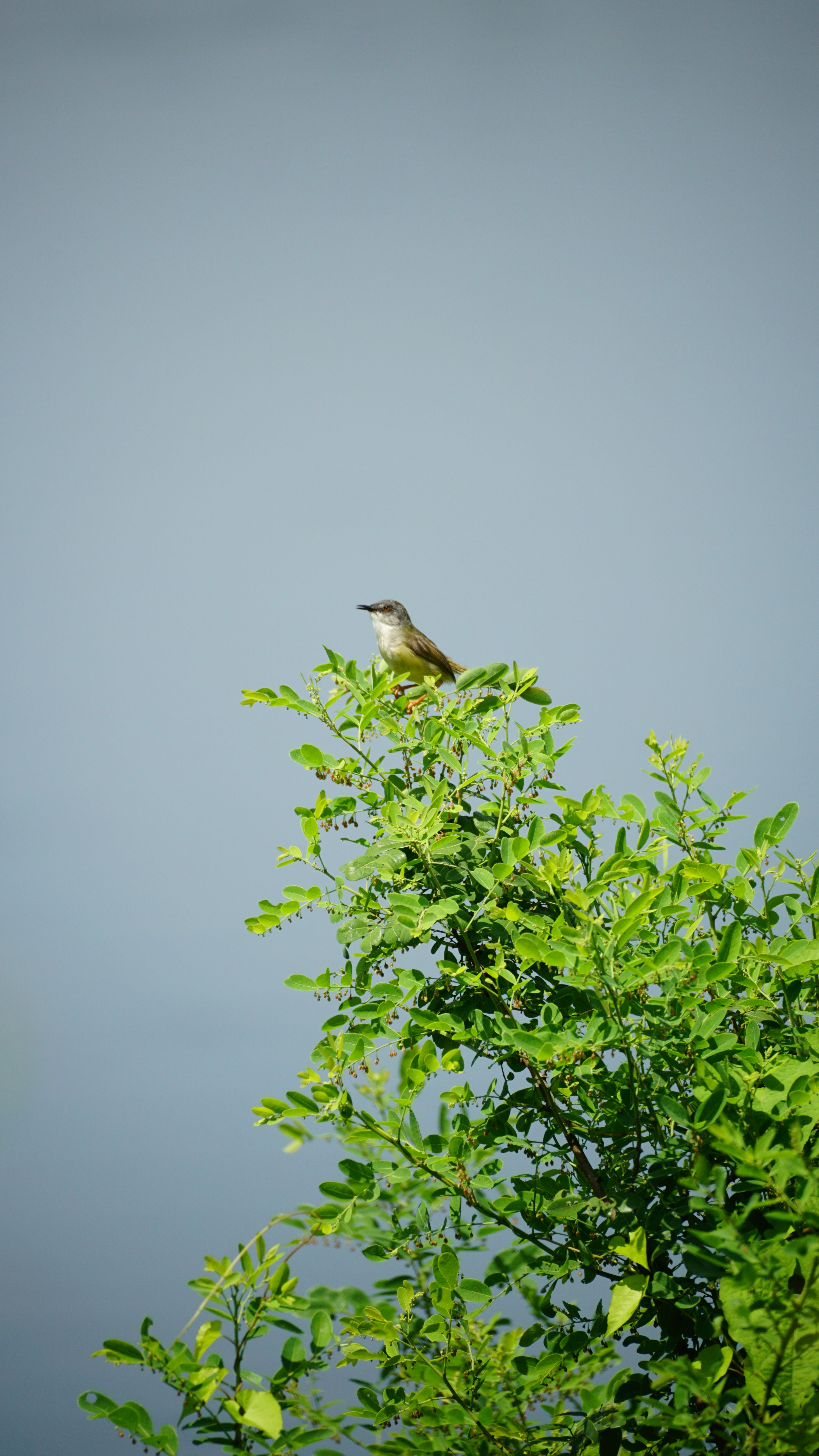 Brown Bird on Grass Lawn · Free Stock Photo