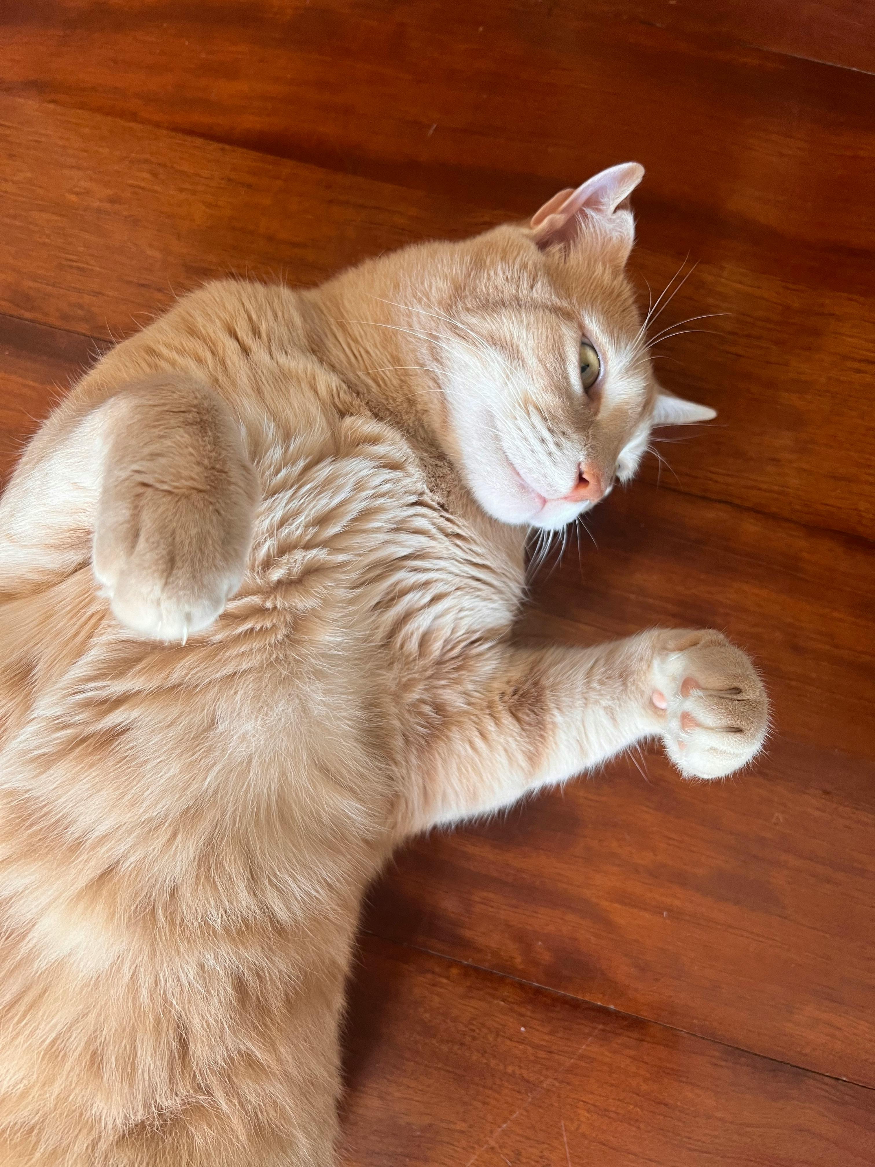 A Cat Lying on the Floor · Free Stock Photo