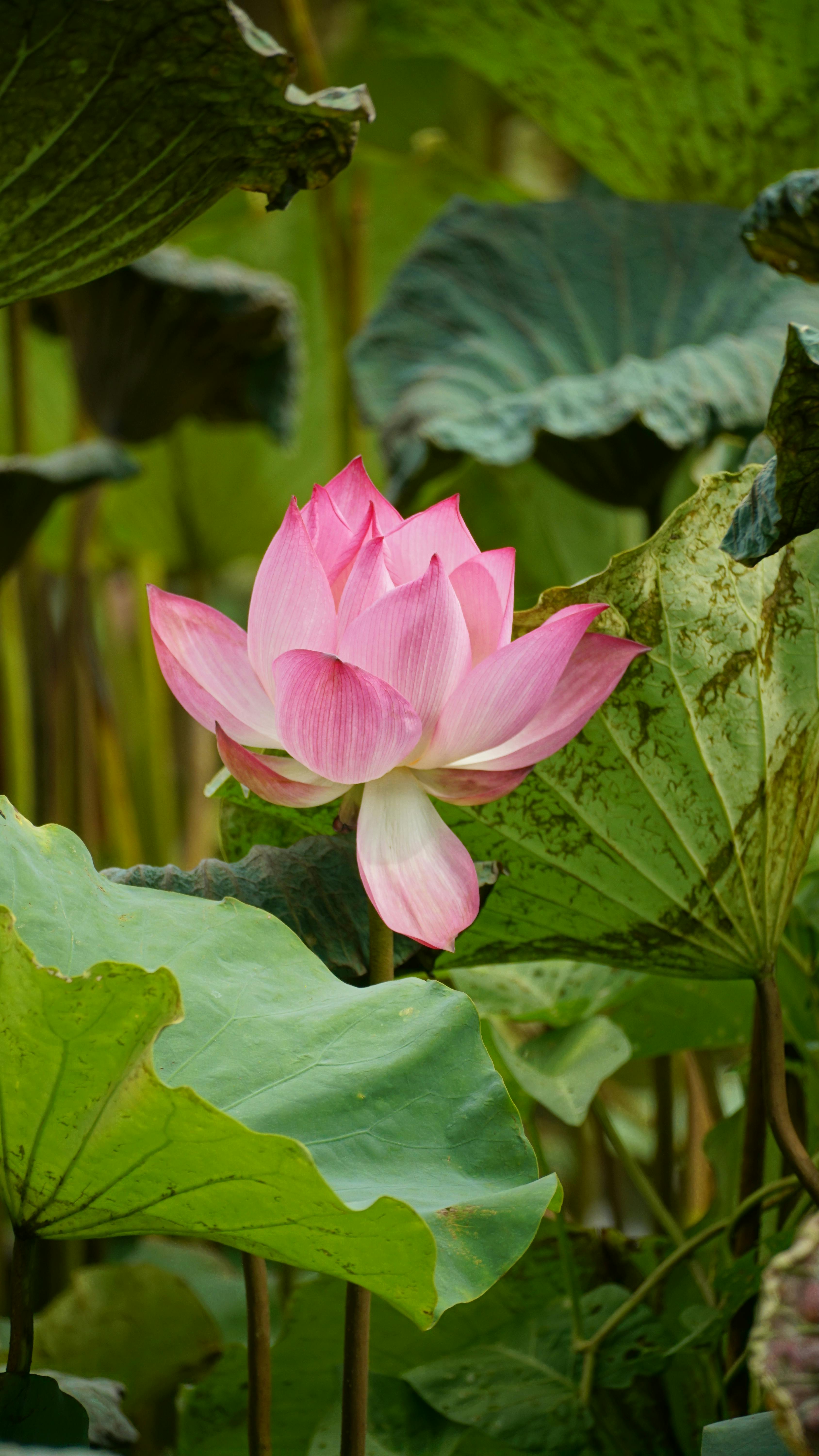 Close-up of a Lotus · Free Stock Photo