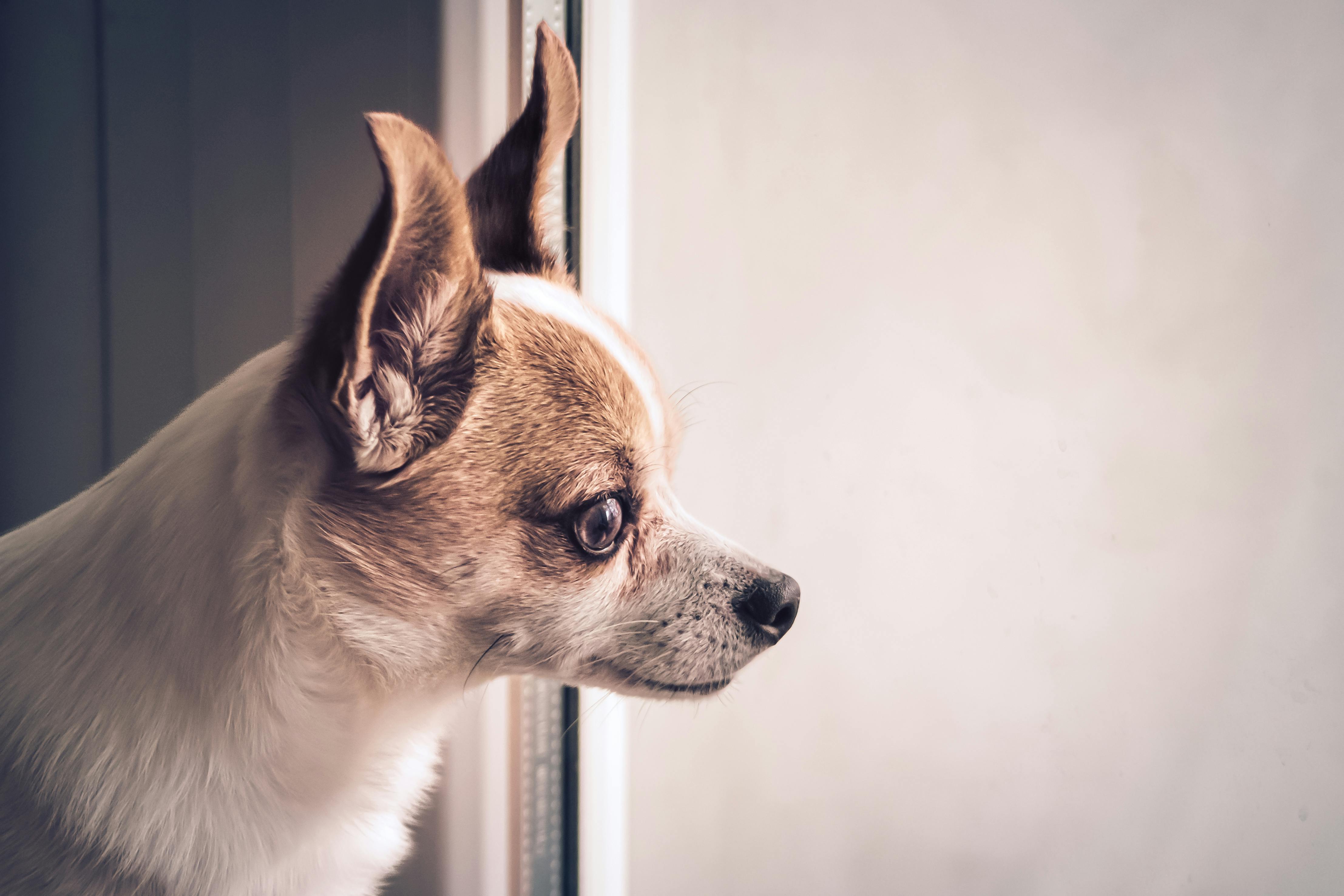 Small Cute Dog Looking Outside of the Window · Free Stock Photo