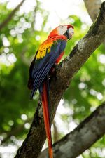 Ara Photos, Download The BEST Free Ara Stock Photos & HD Images