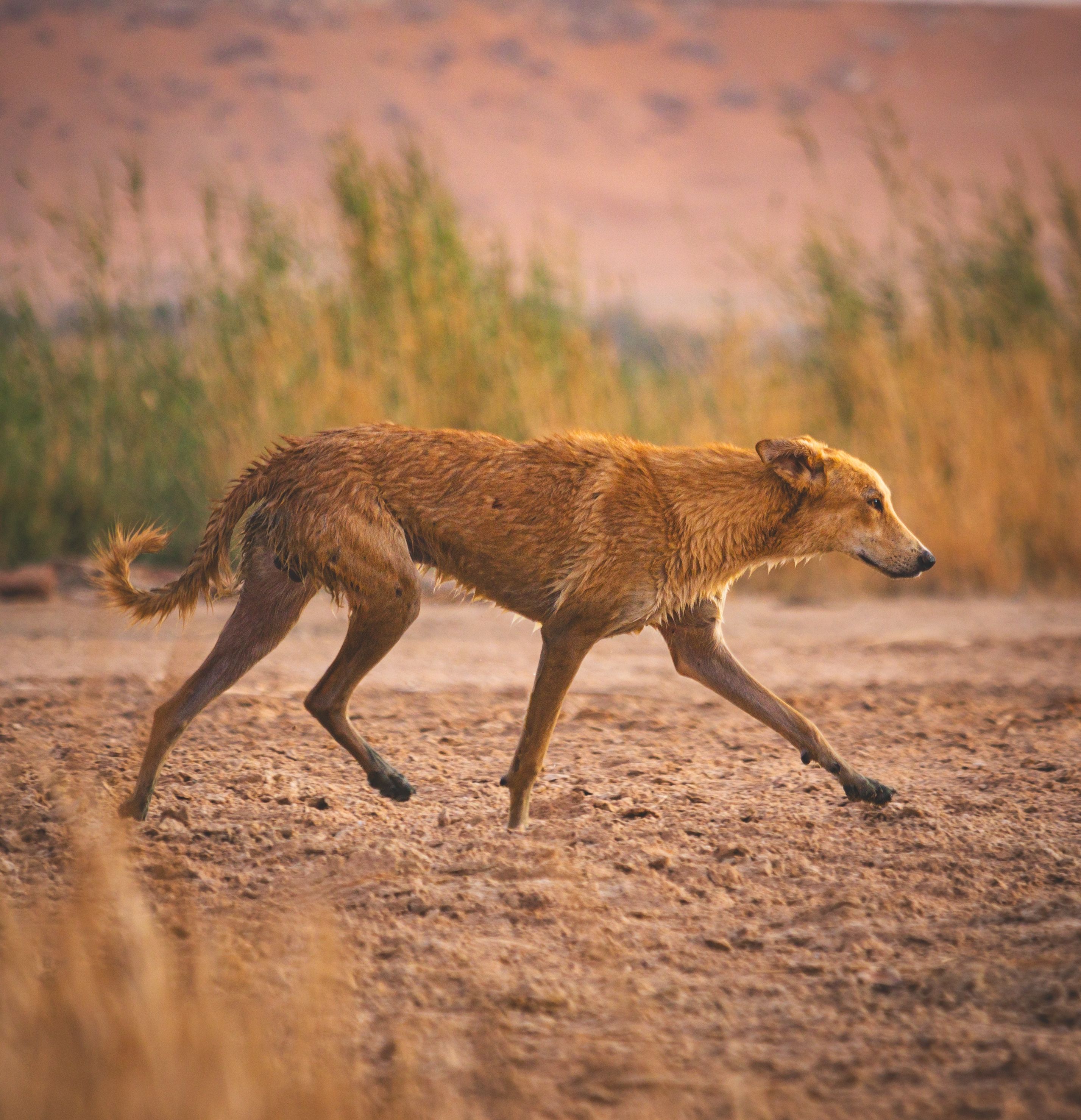 Wet Wild dog running · Free Stock Photo