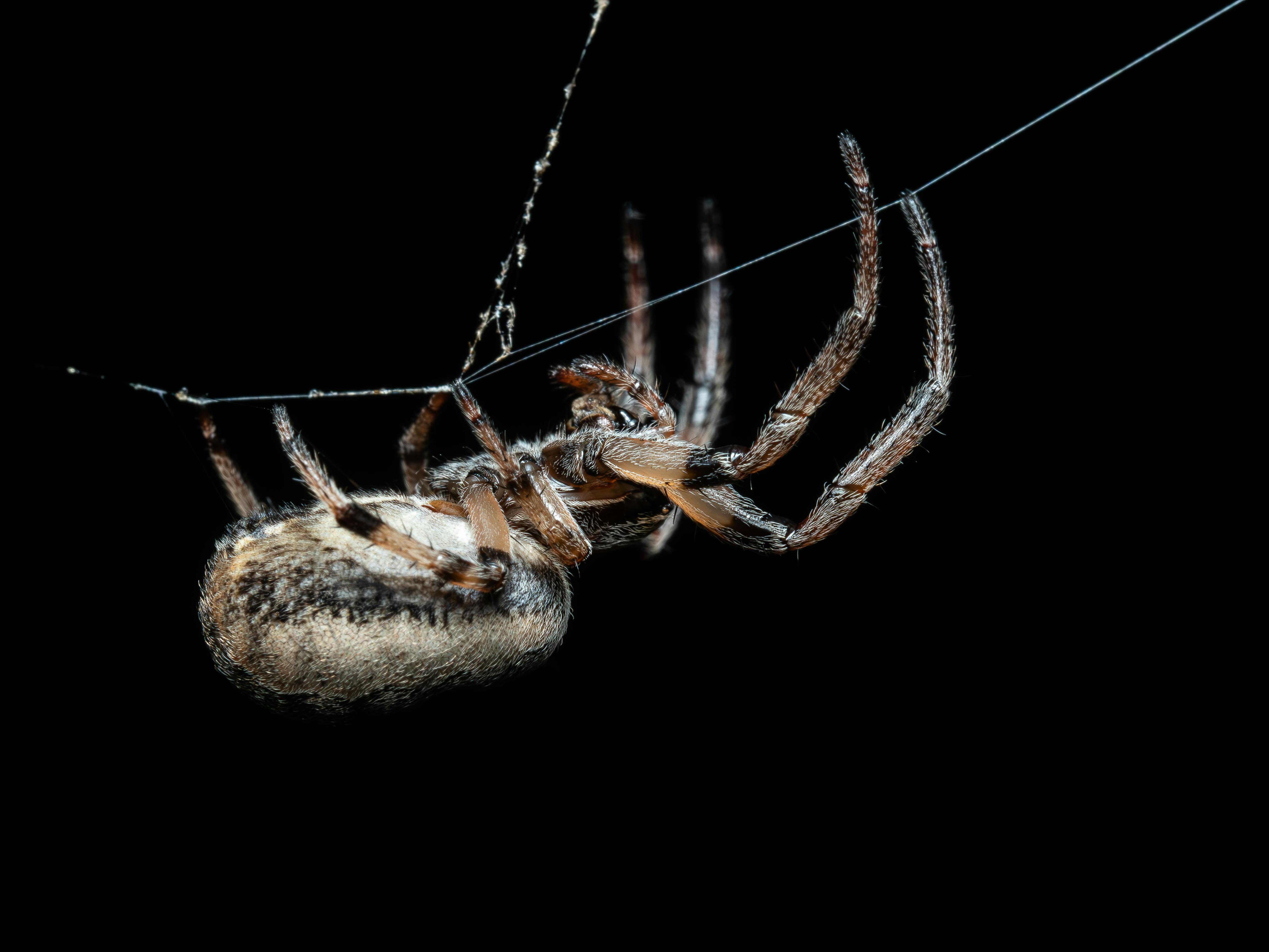 Intricate Insect Macro Photography · Free Stock Photo
