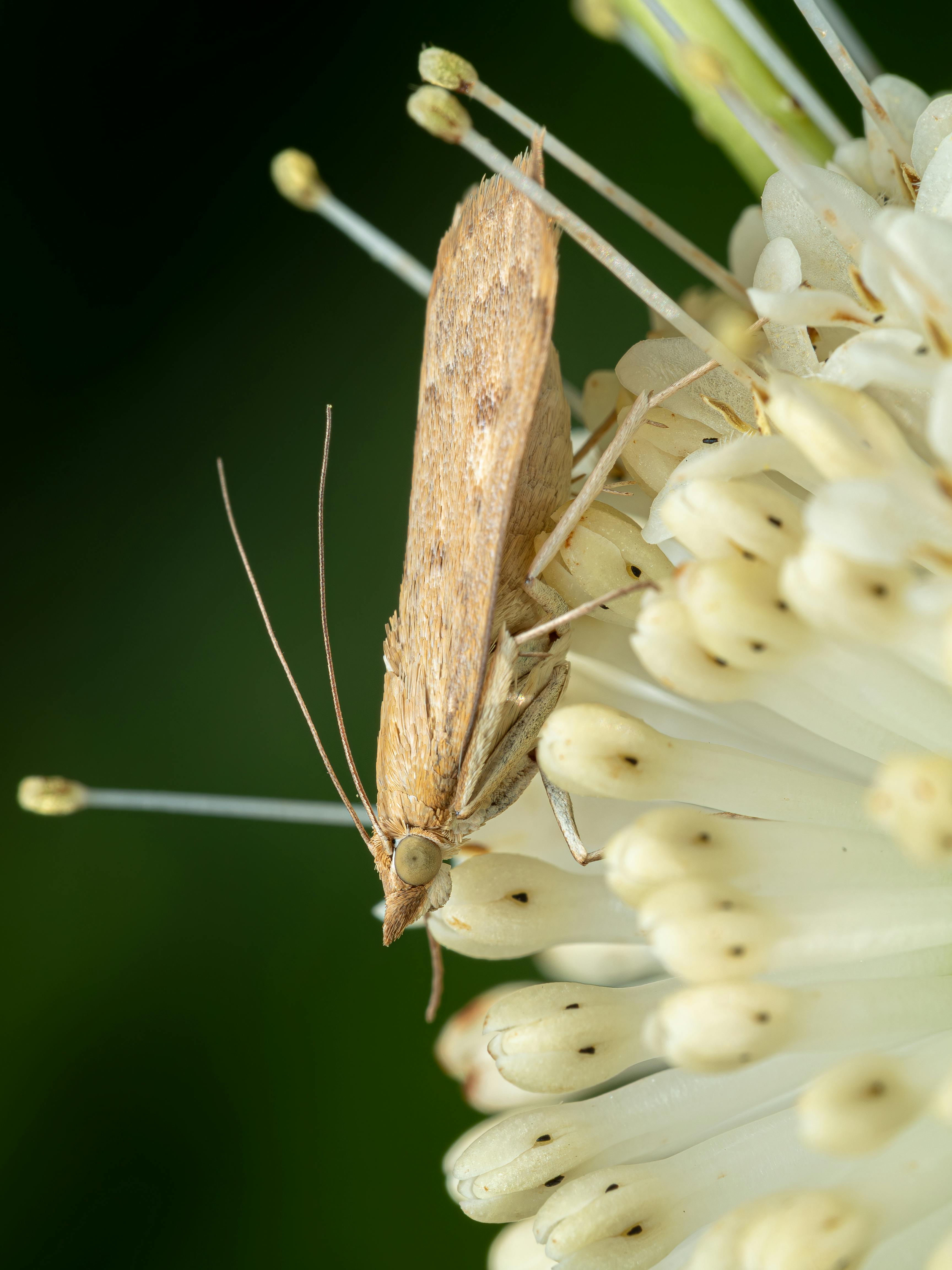 Intricate Insect Macro Photography · Free Stock Photo