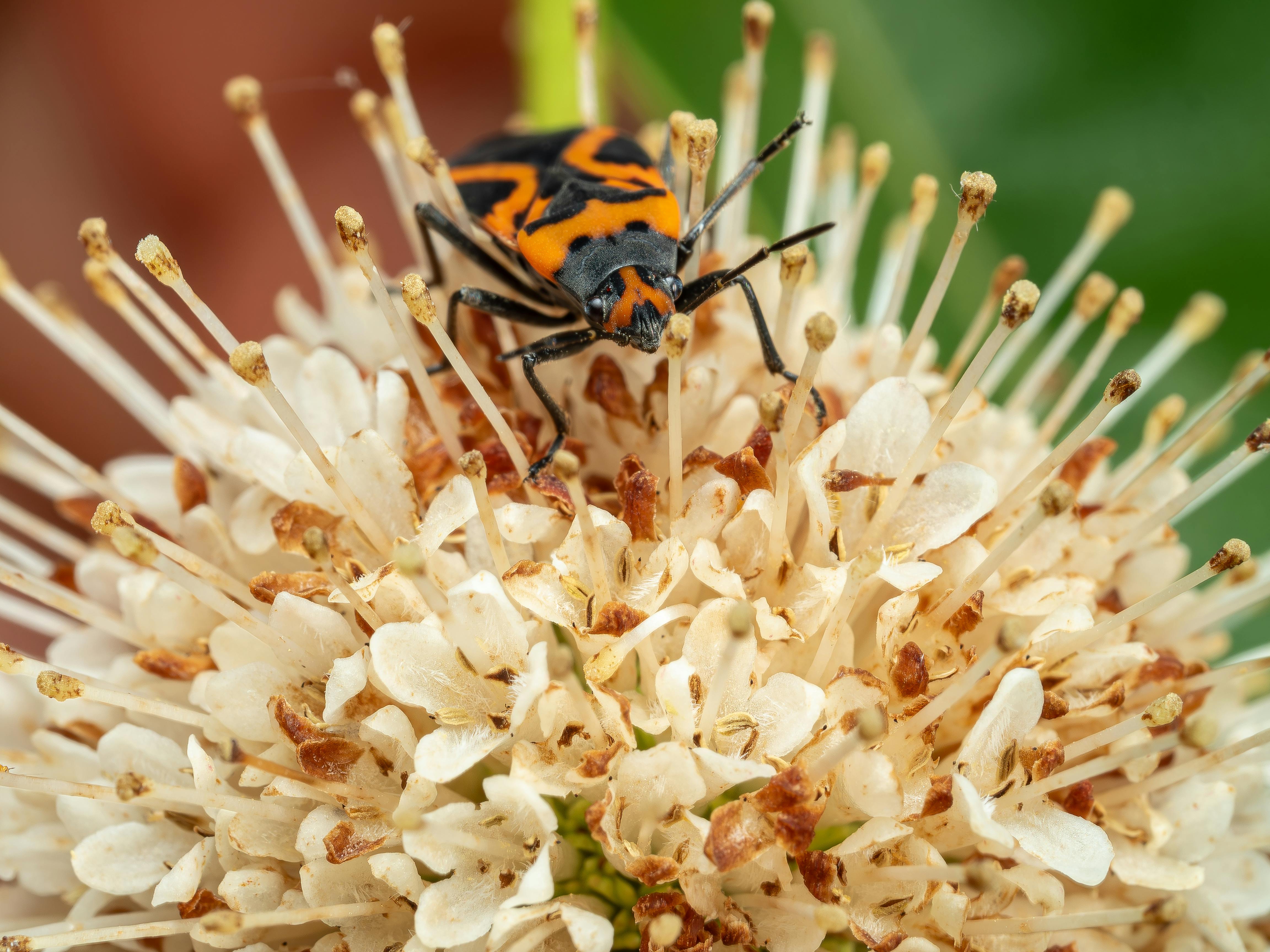 Foto de stock gratuita sobre abejas, al aire libre, alas, alta ...