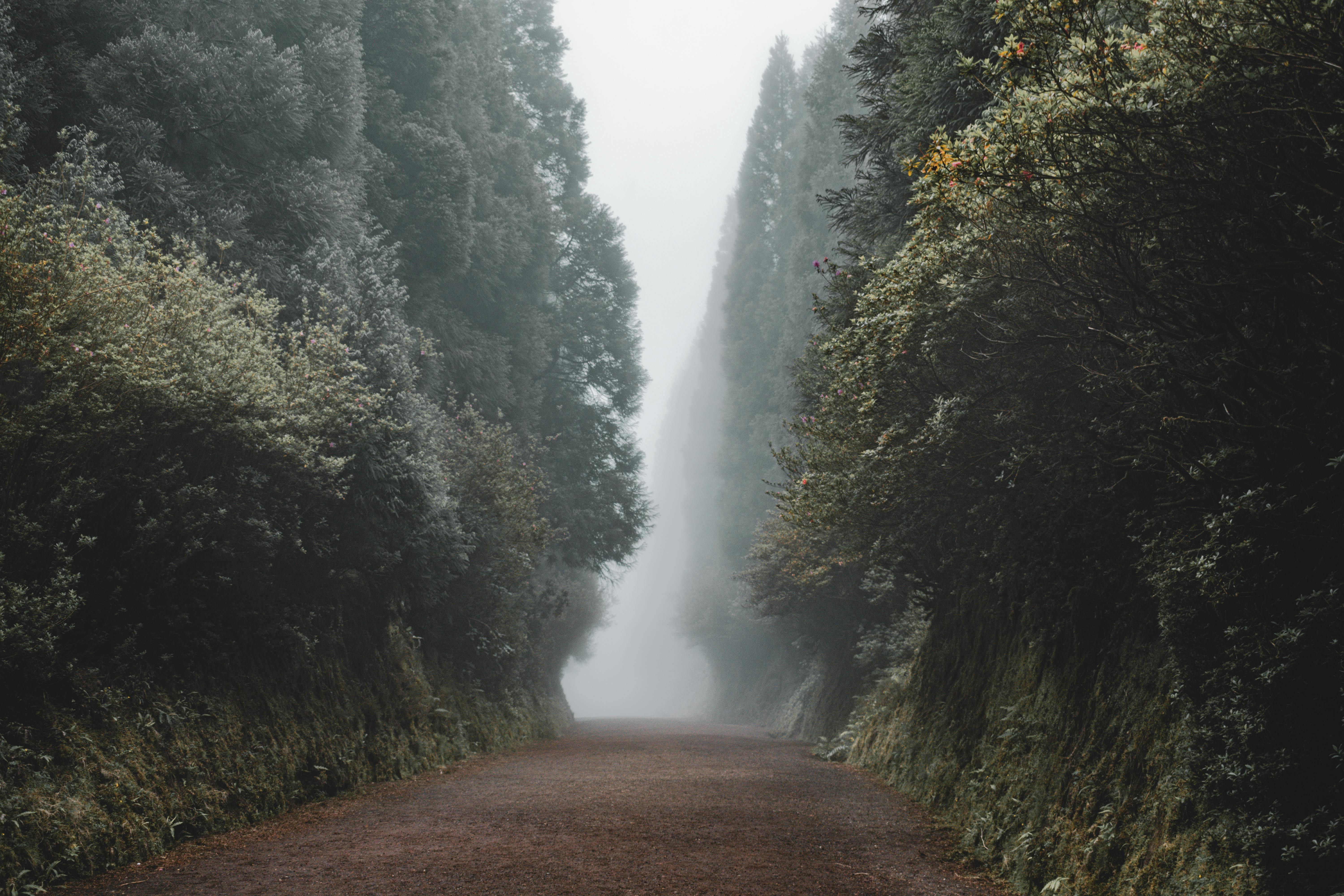 Fog over Dirt Road in Deep Forest · Free Stock Photo