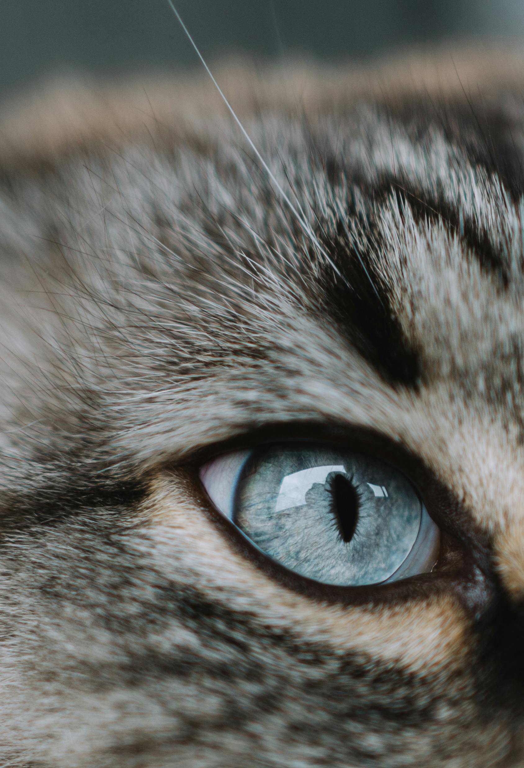 A close up of a cat's eye with blue eyes · Free Stock Photo