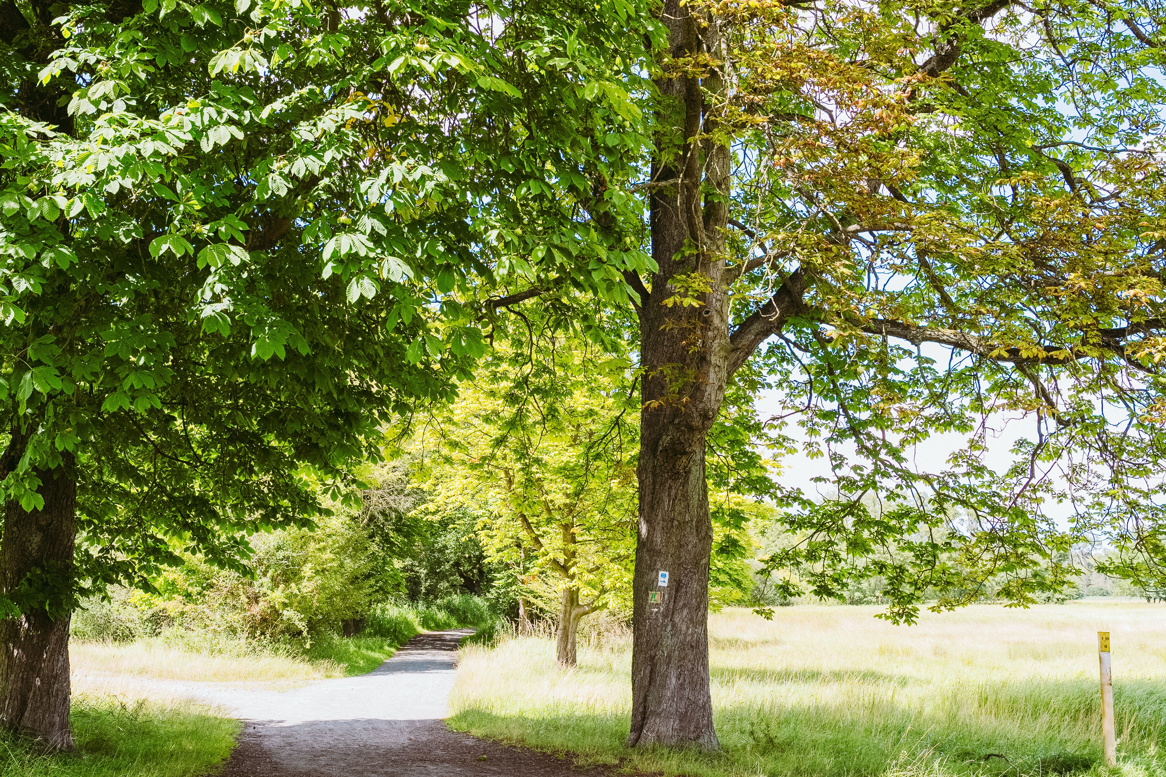 A path through a park with trees and grass · Free Stock Photo