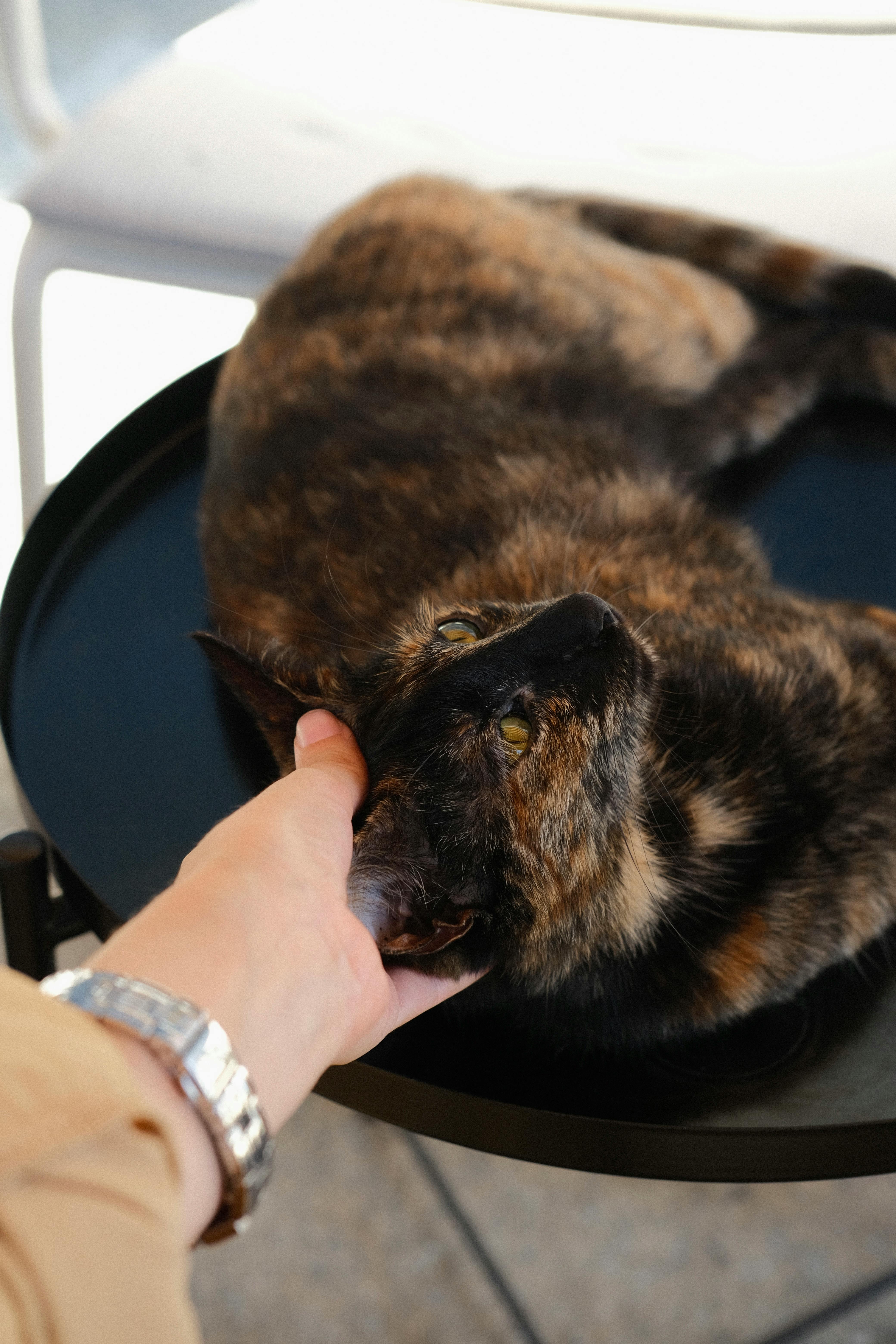 A Cat Napping On Lap Photos, Download The BEST Free A Cat Napping On ...