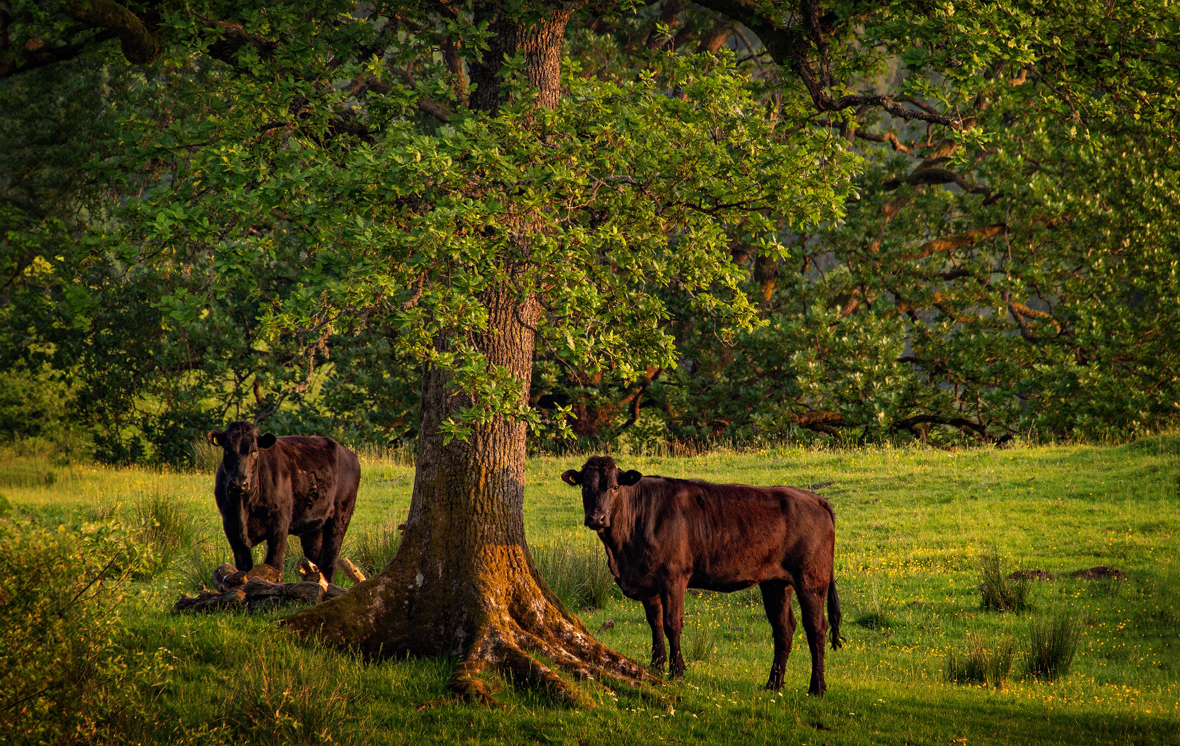 Two cows standing in a field next to a tree · Free Stock Photo