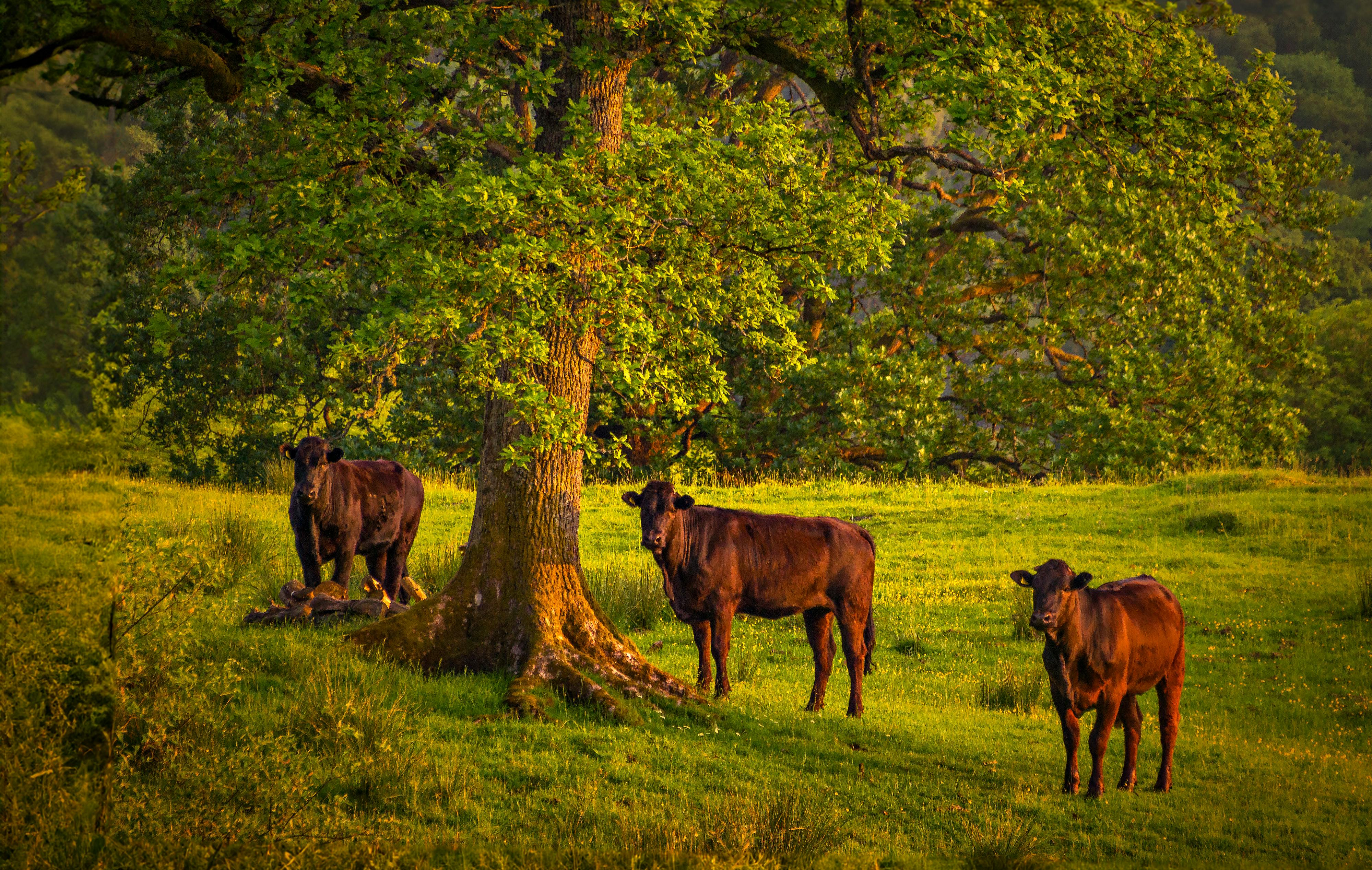 A group of cows standing in a field near a tree · Free Stock Photo