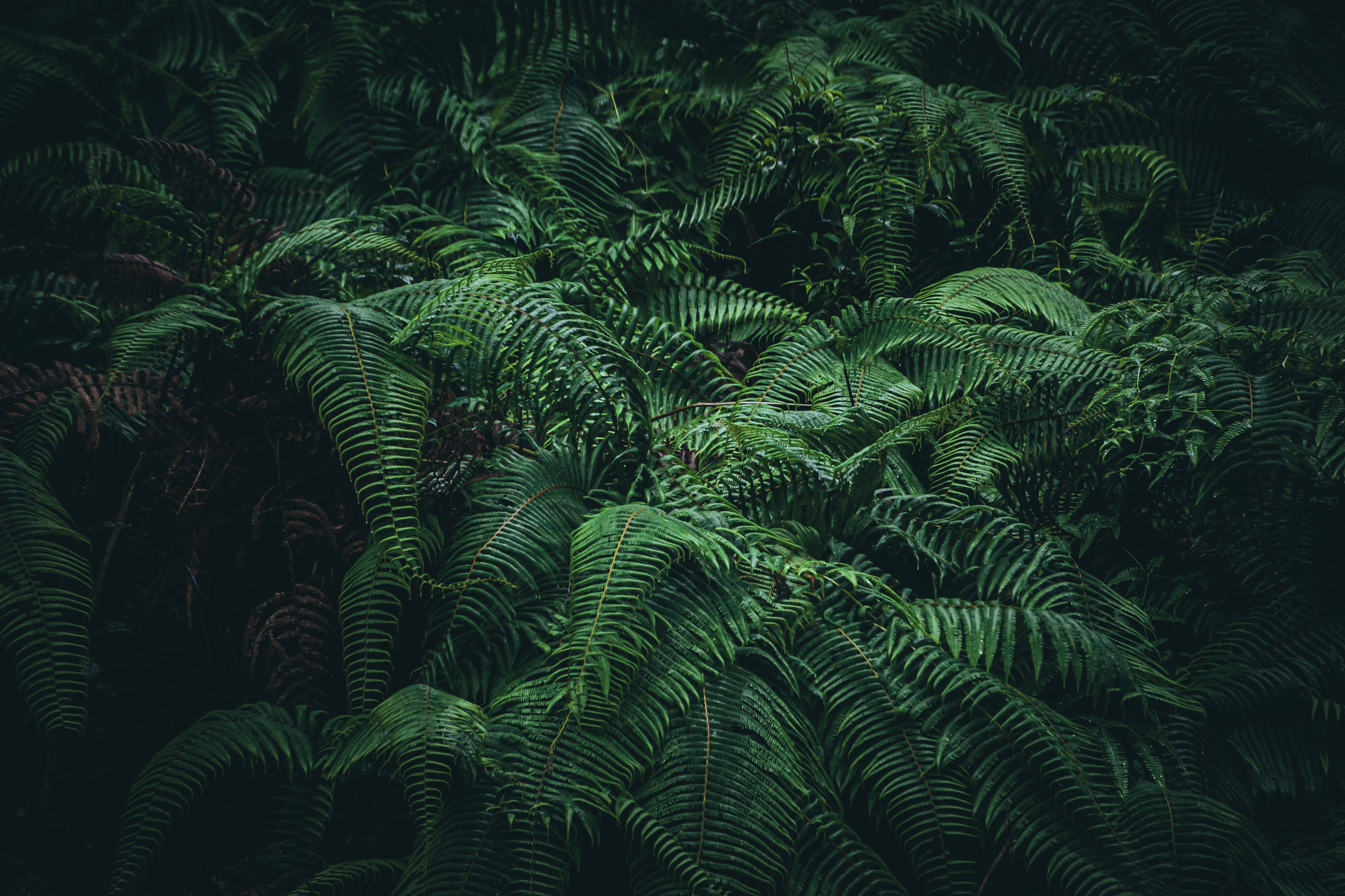 Green Fern in Deep Forest · Free Stock Photo