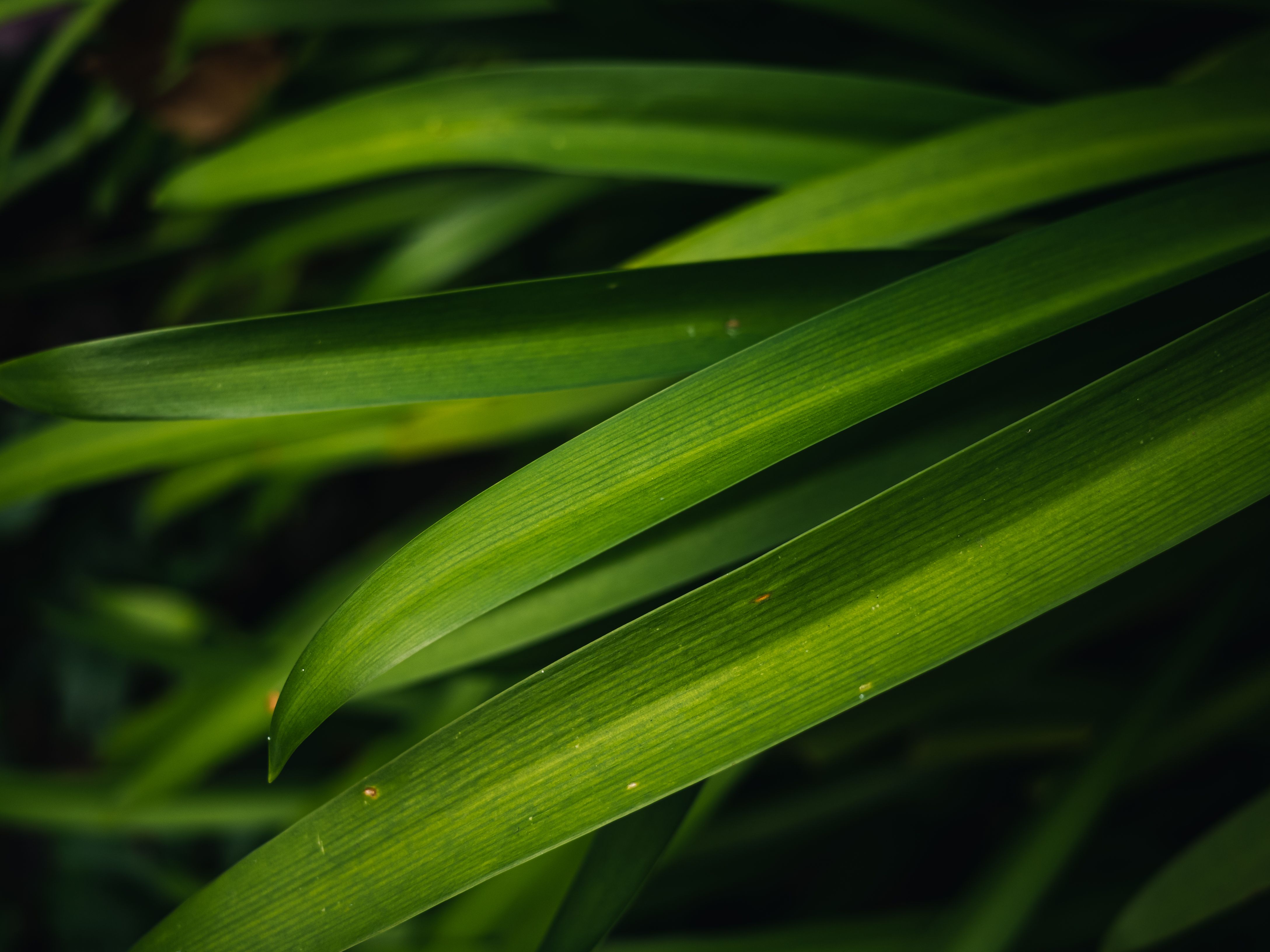 Green Leaves of Grass · Free Stock Photo