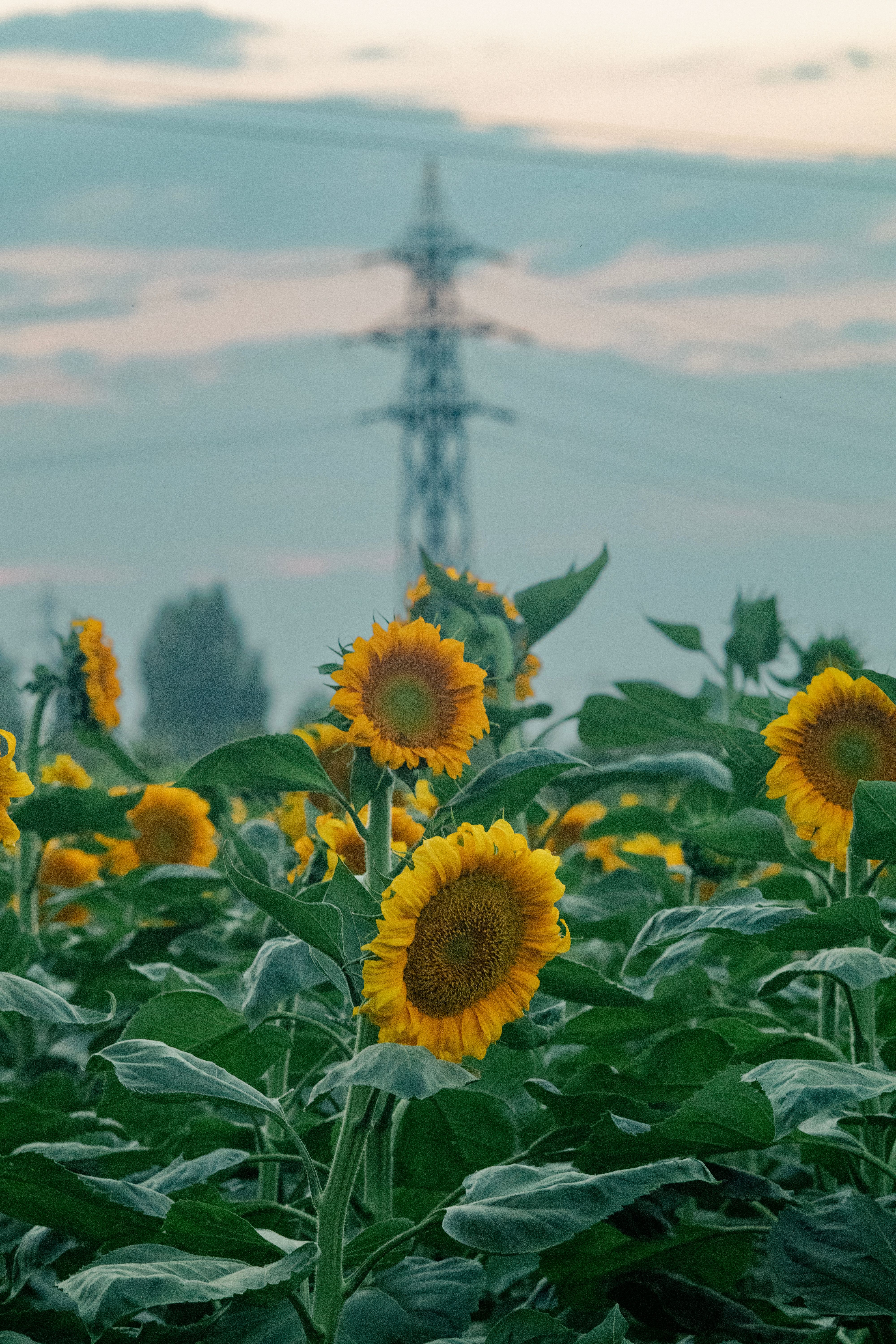 sunflower · Free Stock Photo