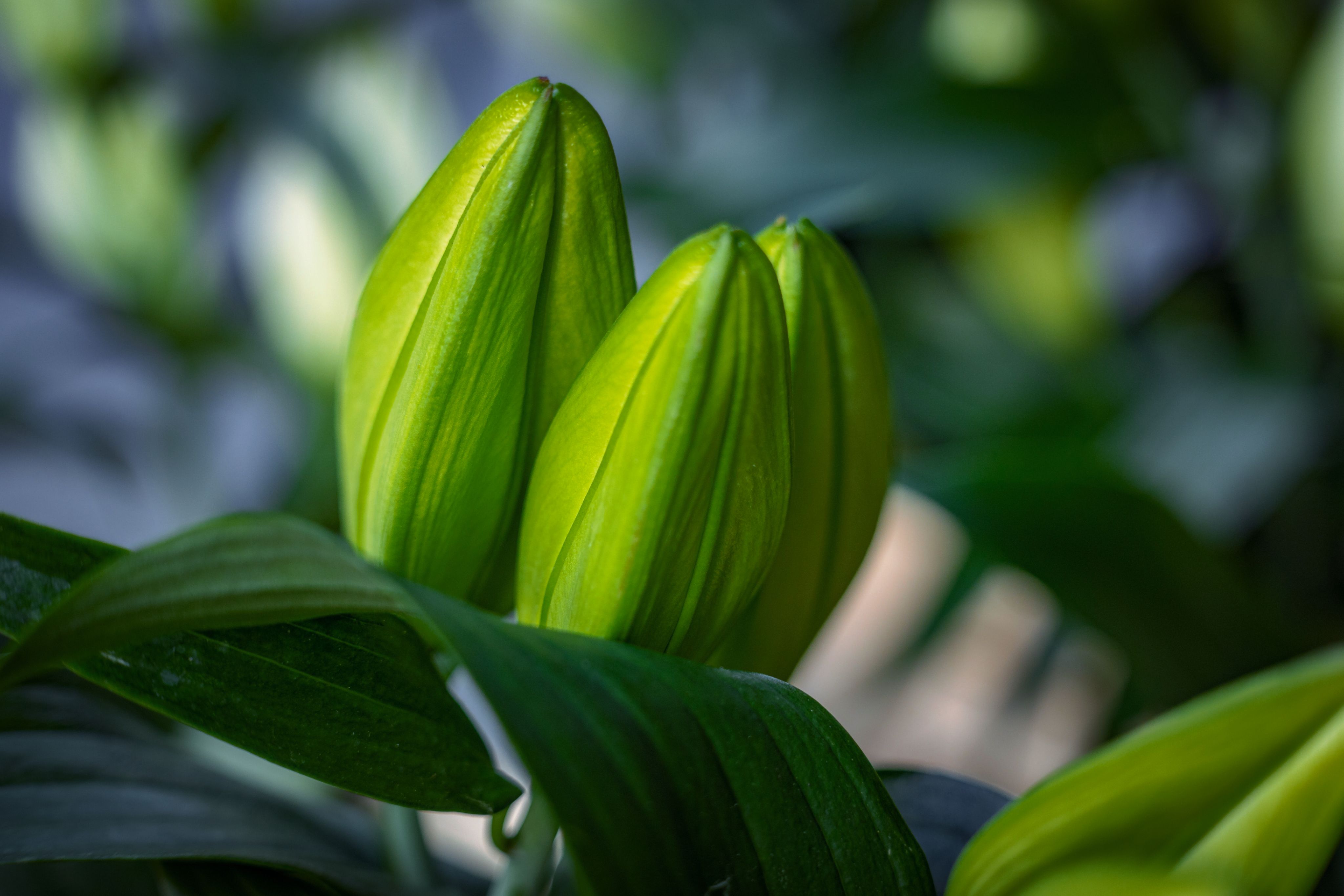 A close up of green lily buds · Free Stock Photo