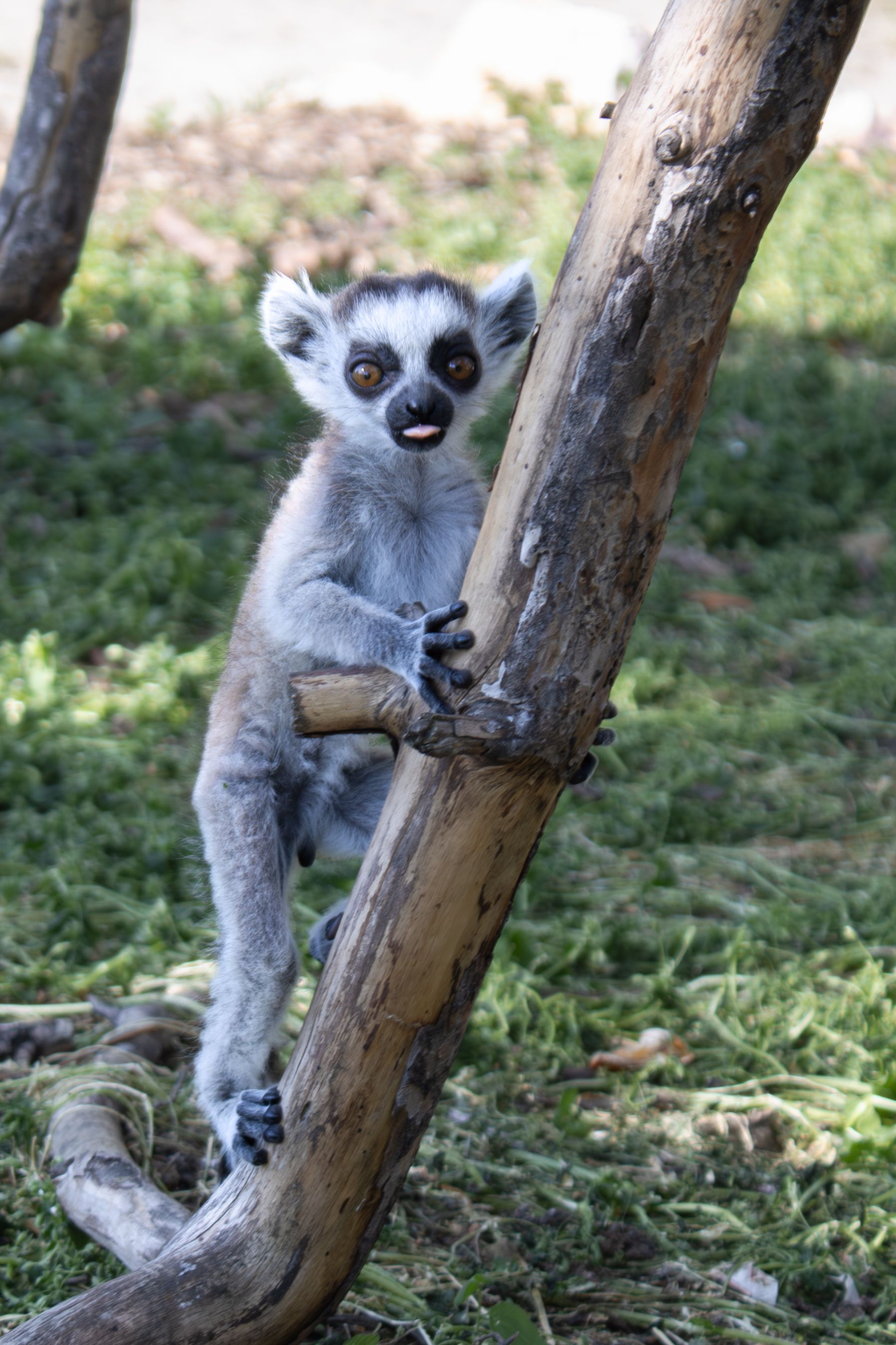 Lemur Holding Bough · Free Stock Photo