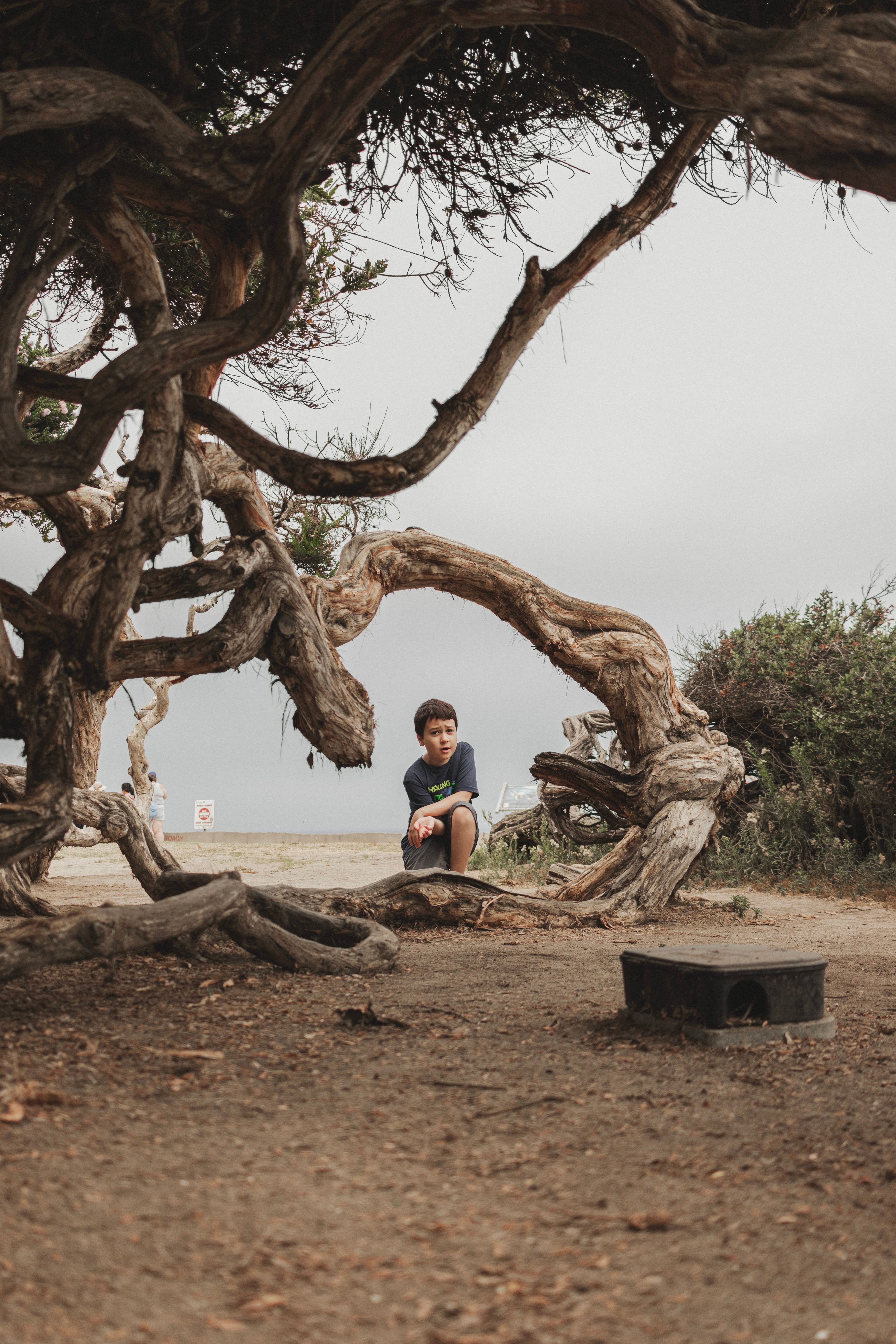 A boy sitting in a tree with a tree branch · Free Stock Photo