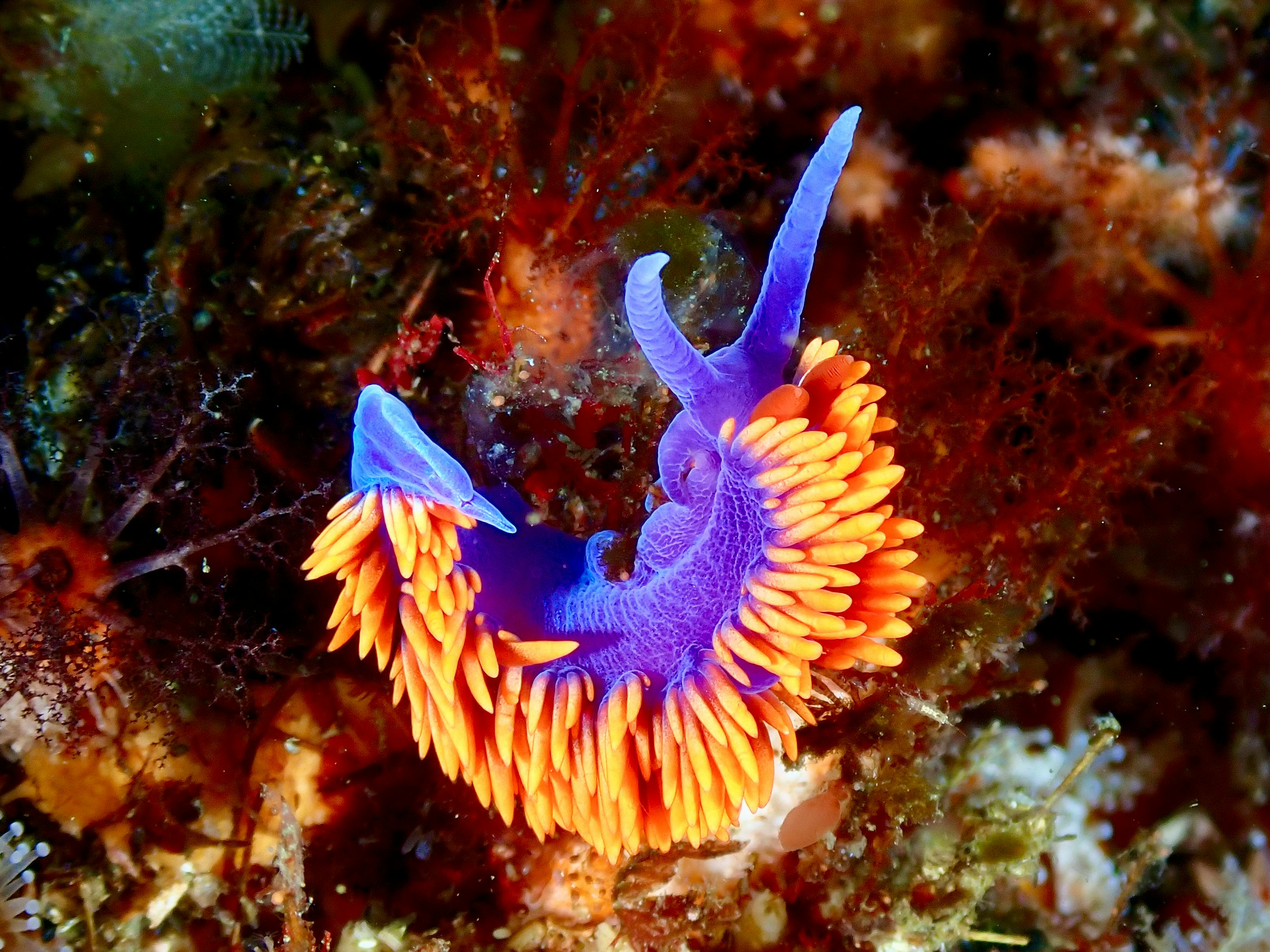 Spanish Shawl Sea Slug · Free Stock Photo