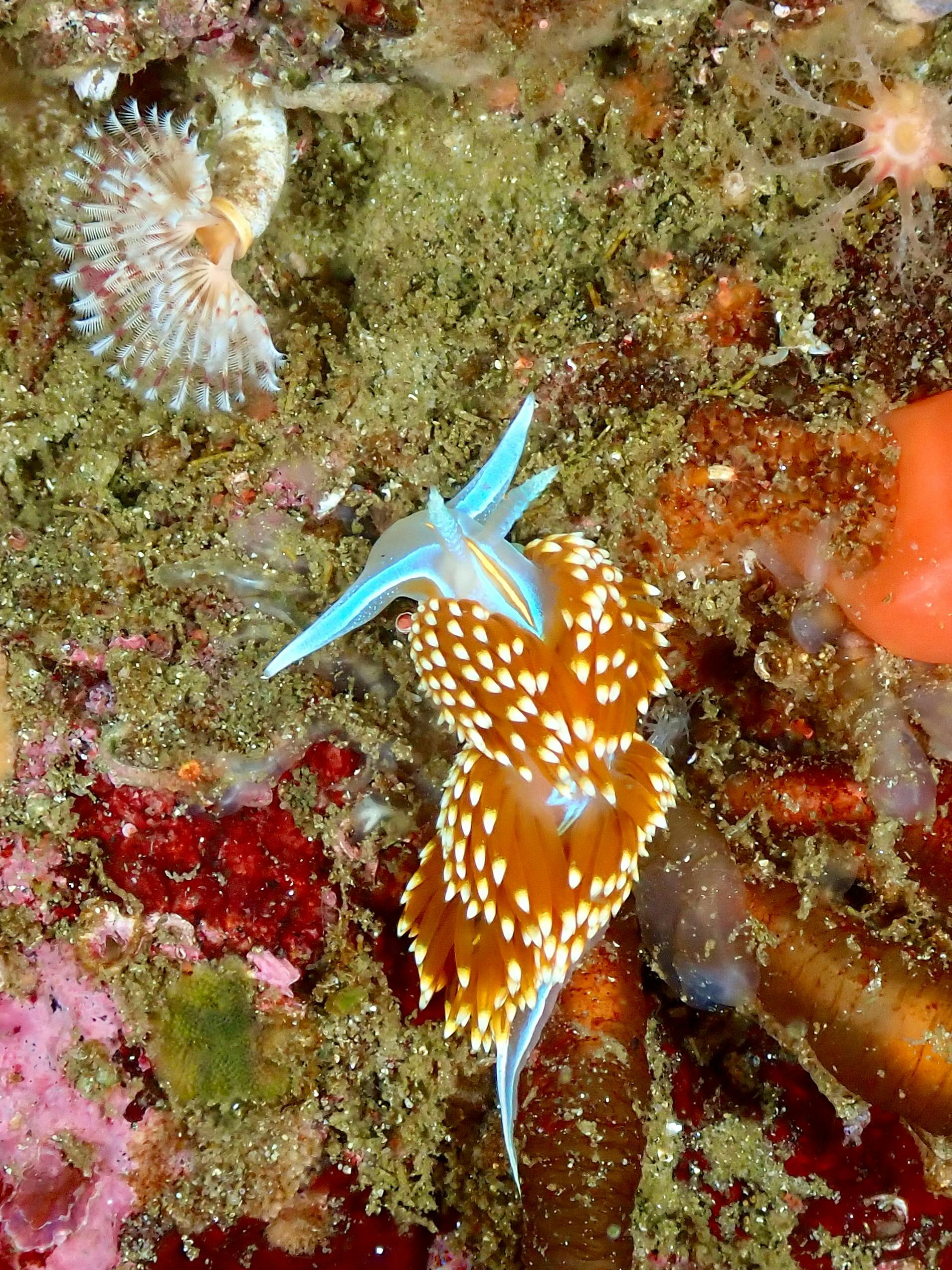 Sea Slug over Coral Reef · Free Stock Photo